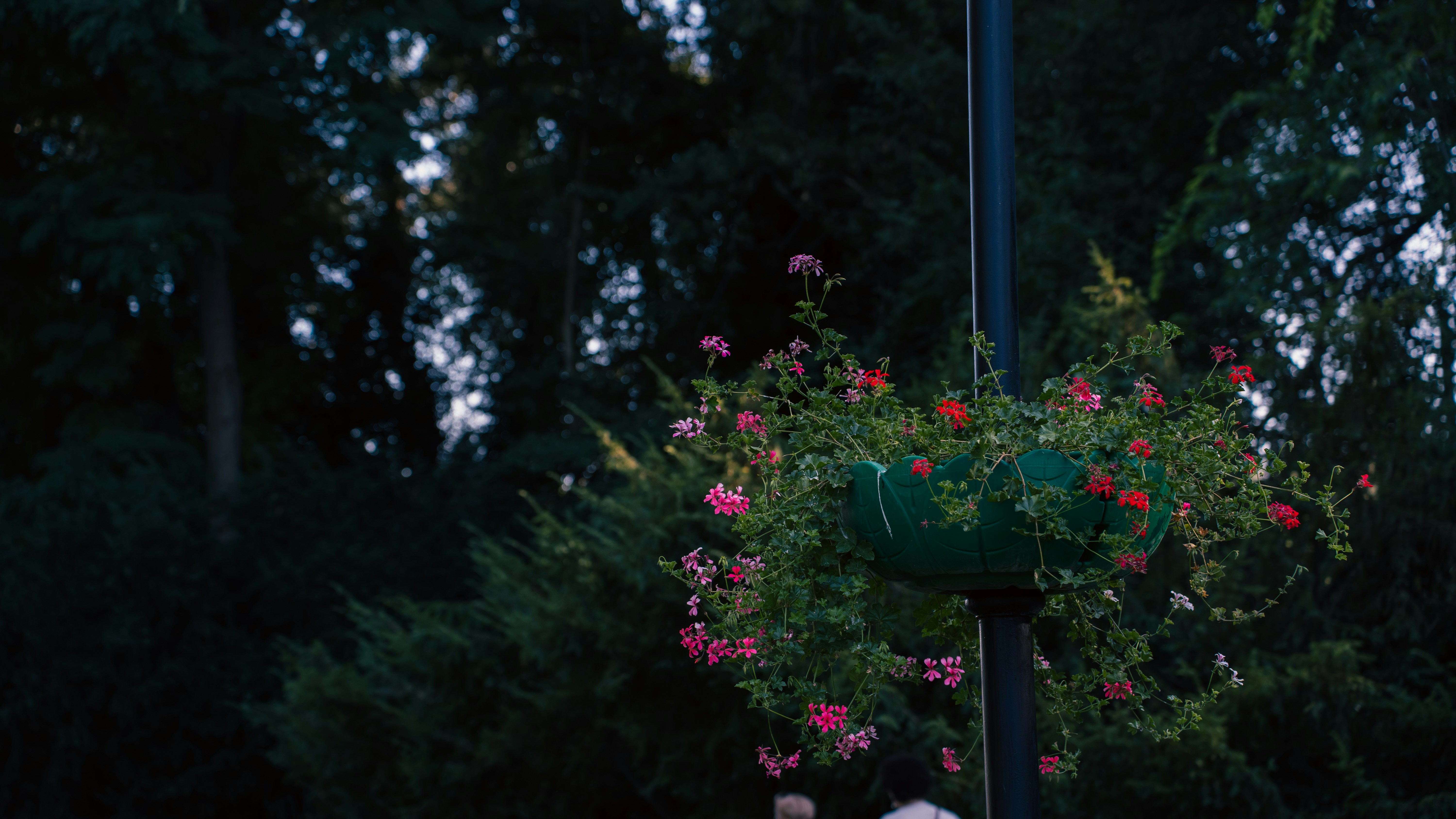 Hanging Garden in the Evening: Pink Blooms Above a Quiet Lamp