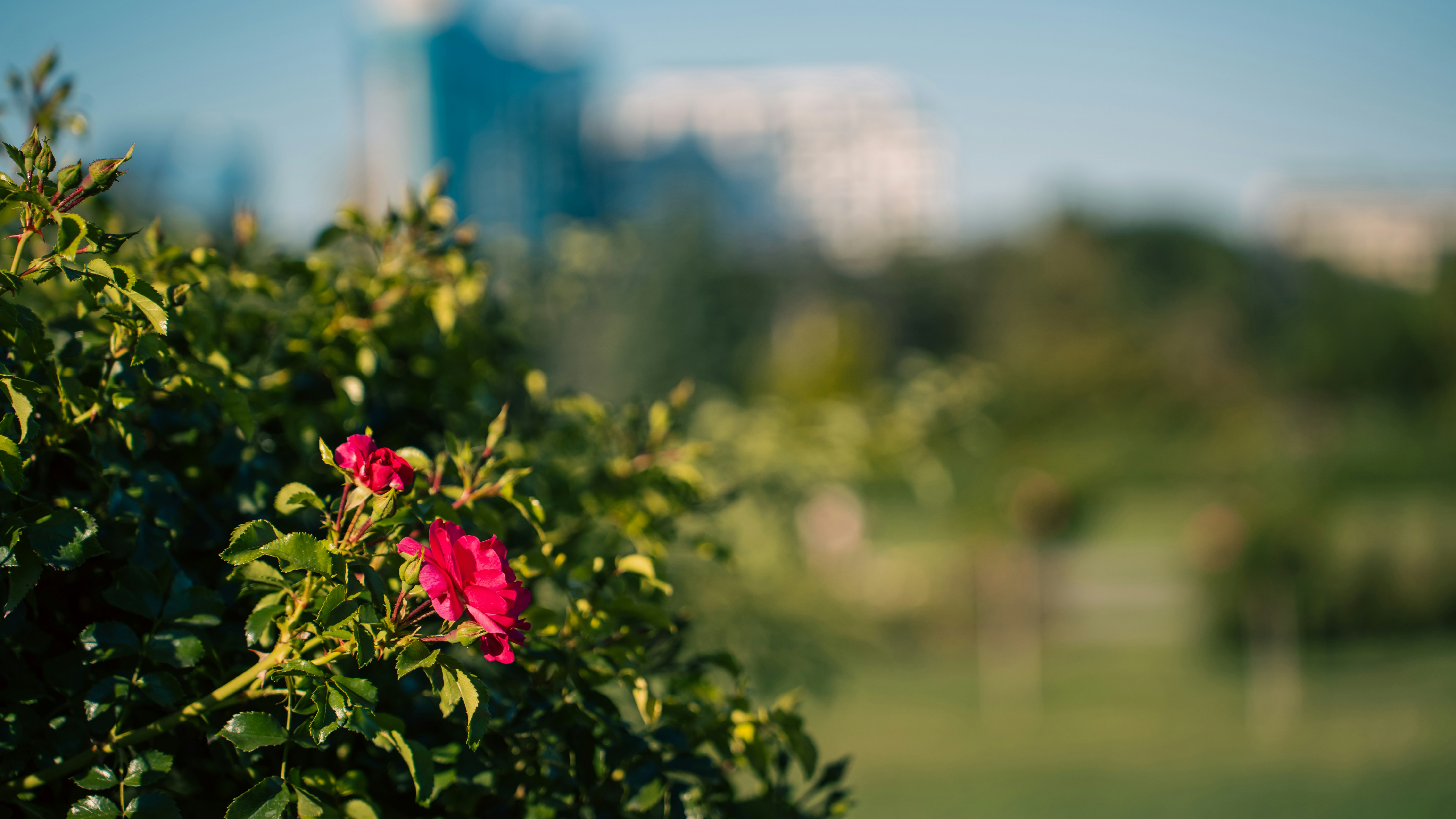 Blossom in Focus: A Pink Rose Amid Urban Quiet