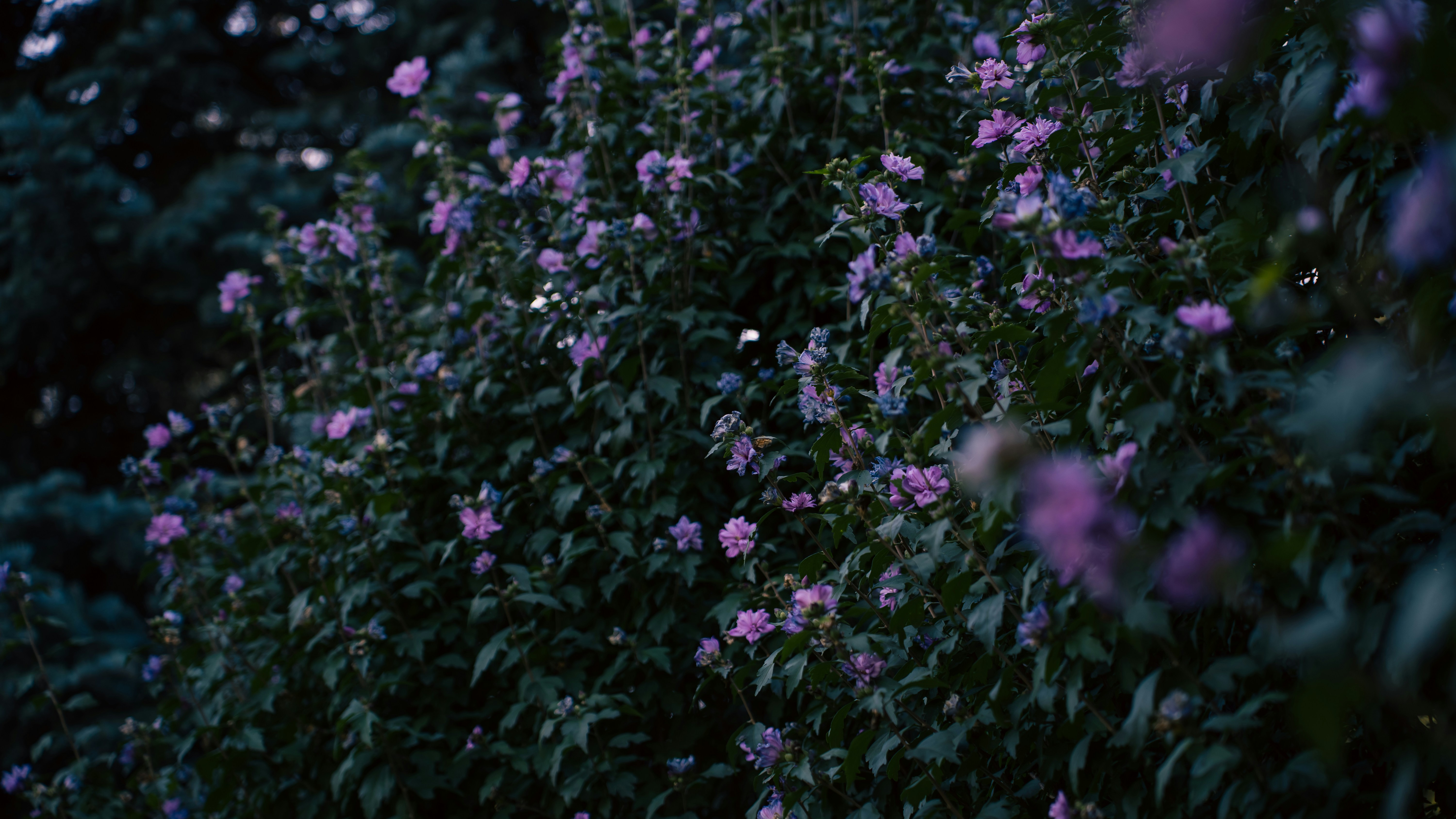 Dense lavender blossoms glow amid deep foliage, creating a moody, atmospheric hedgescape with subtle purple highlights.