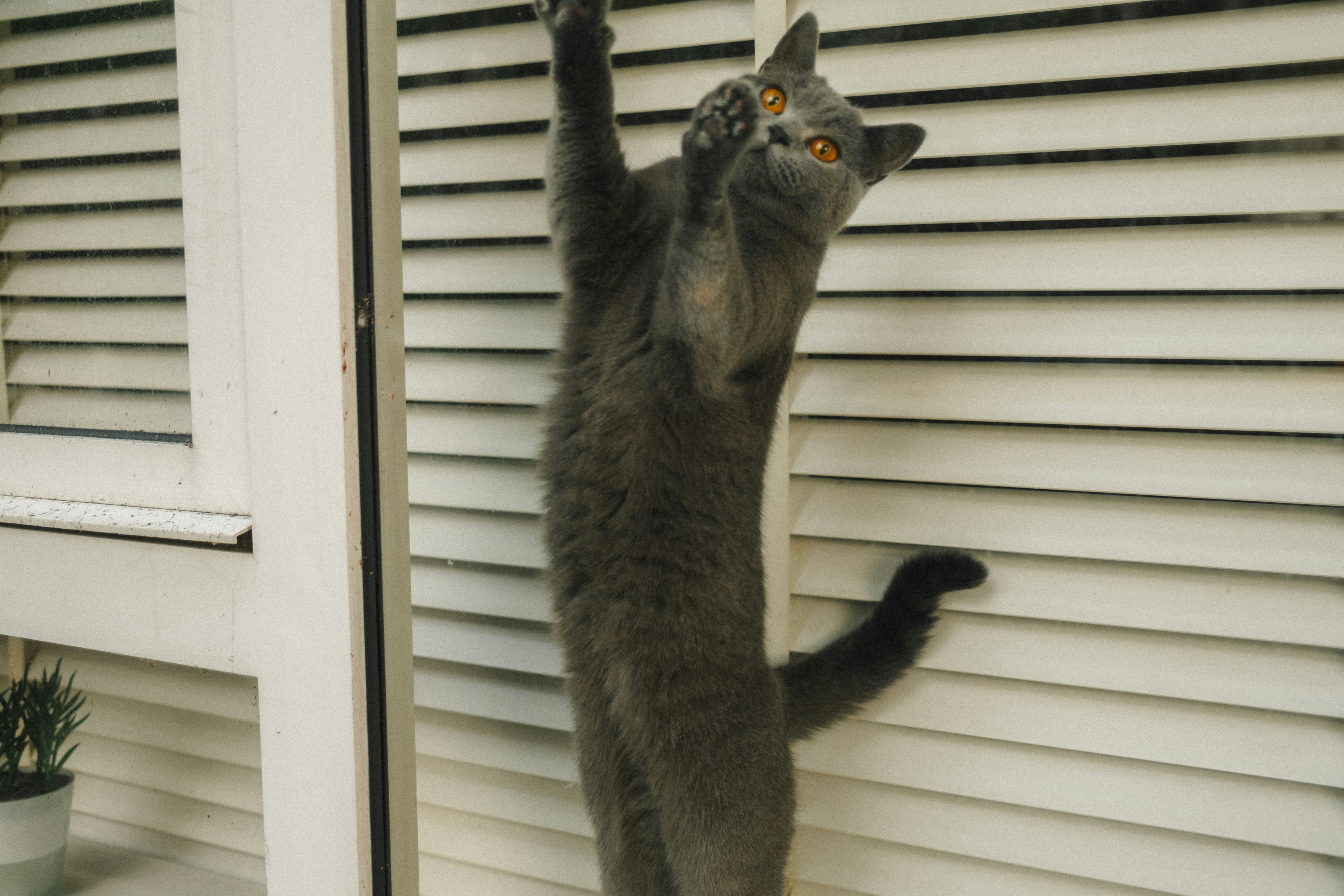 Gray Cat Behind Curtain: A Curious Pause at the Sliding Door