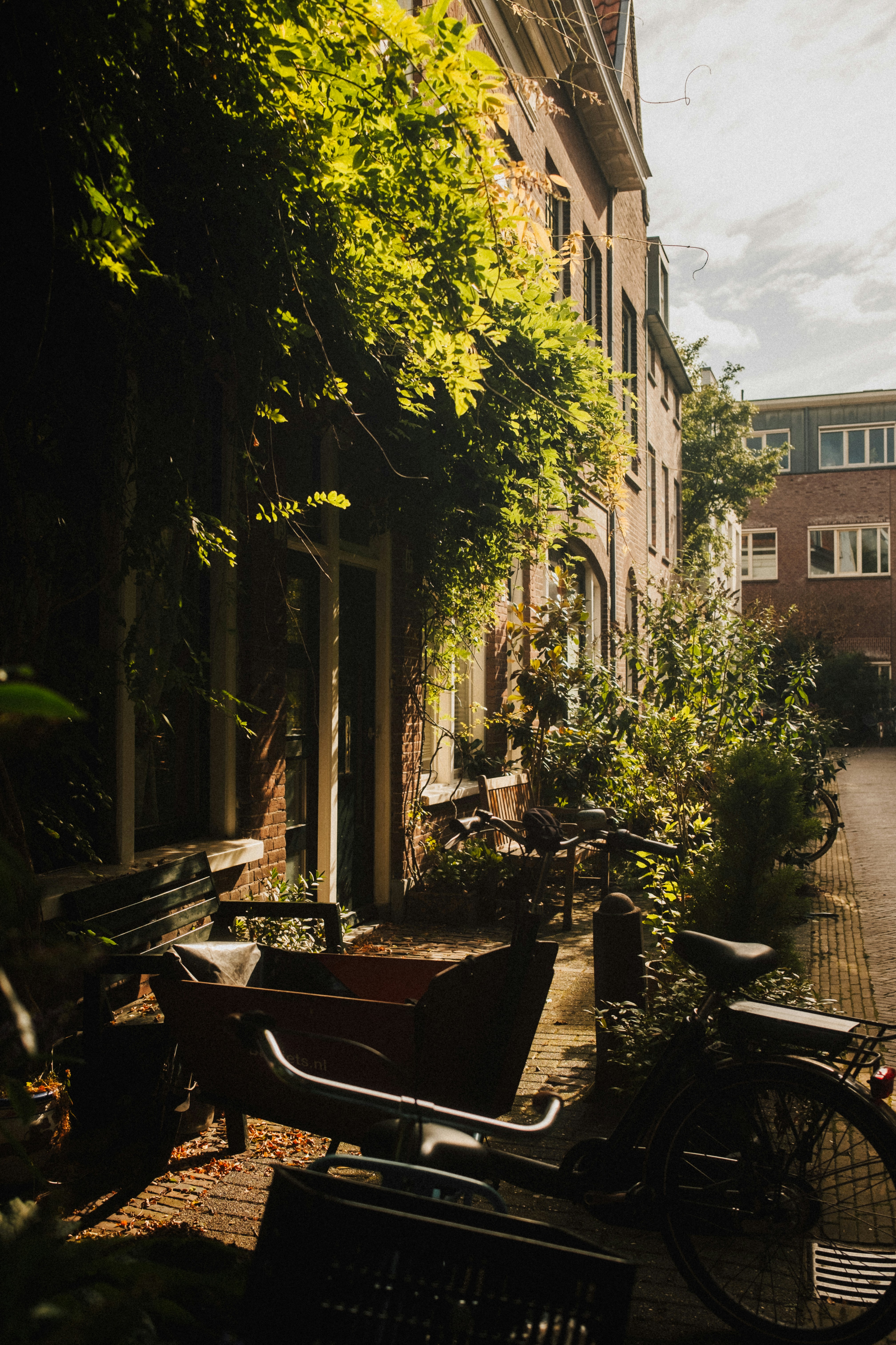 Sunlit Café Alley: Greenery Framing a Quiet City Path