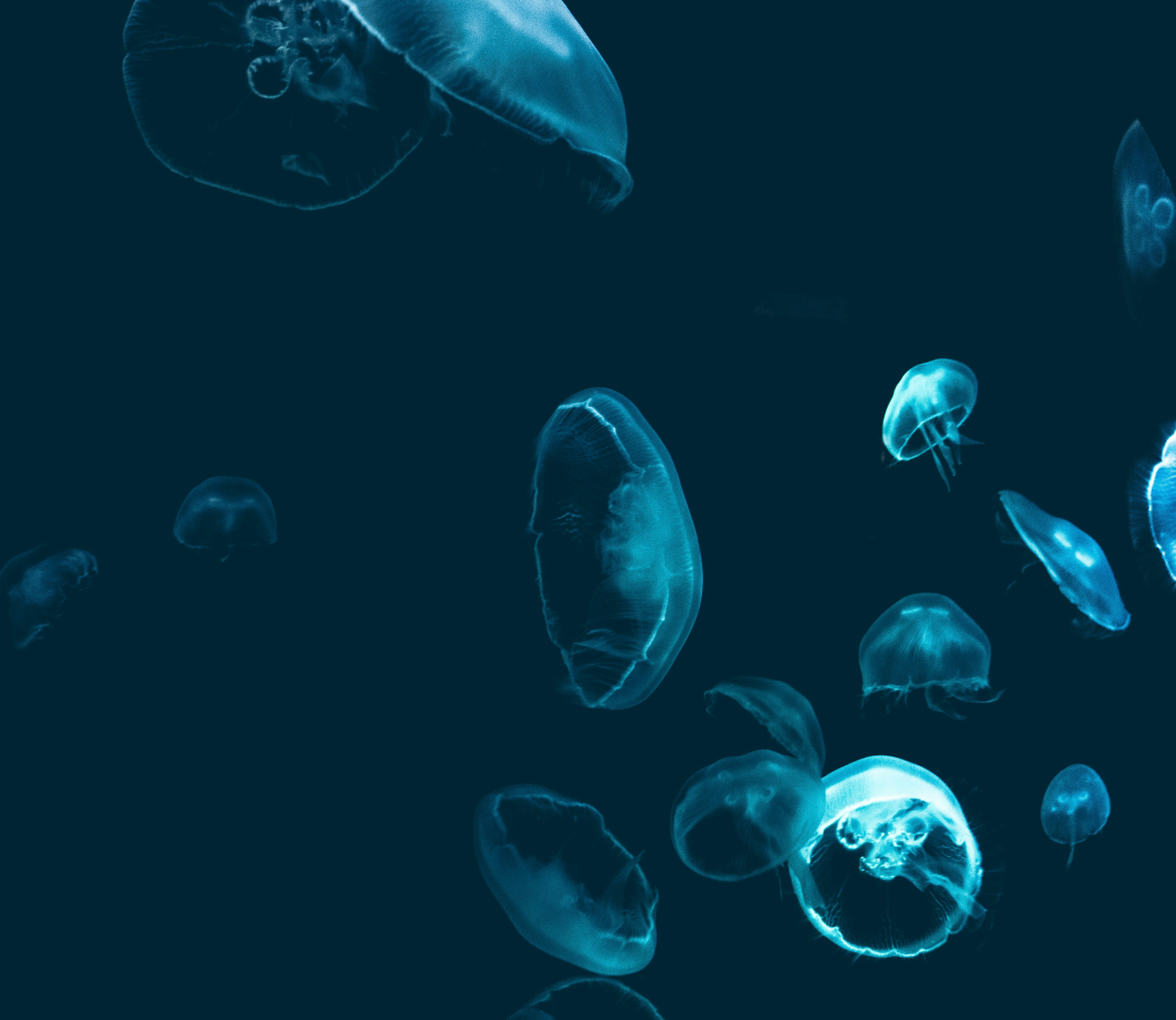Aquatic Lanterns: Jellyfish Drift in Deep Blue
