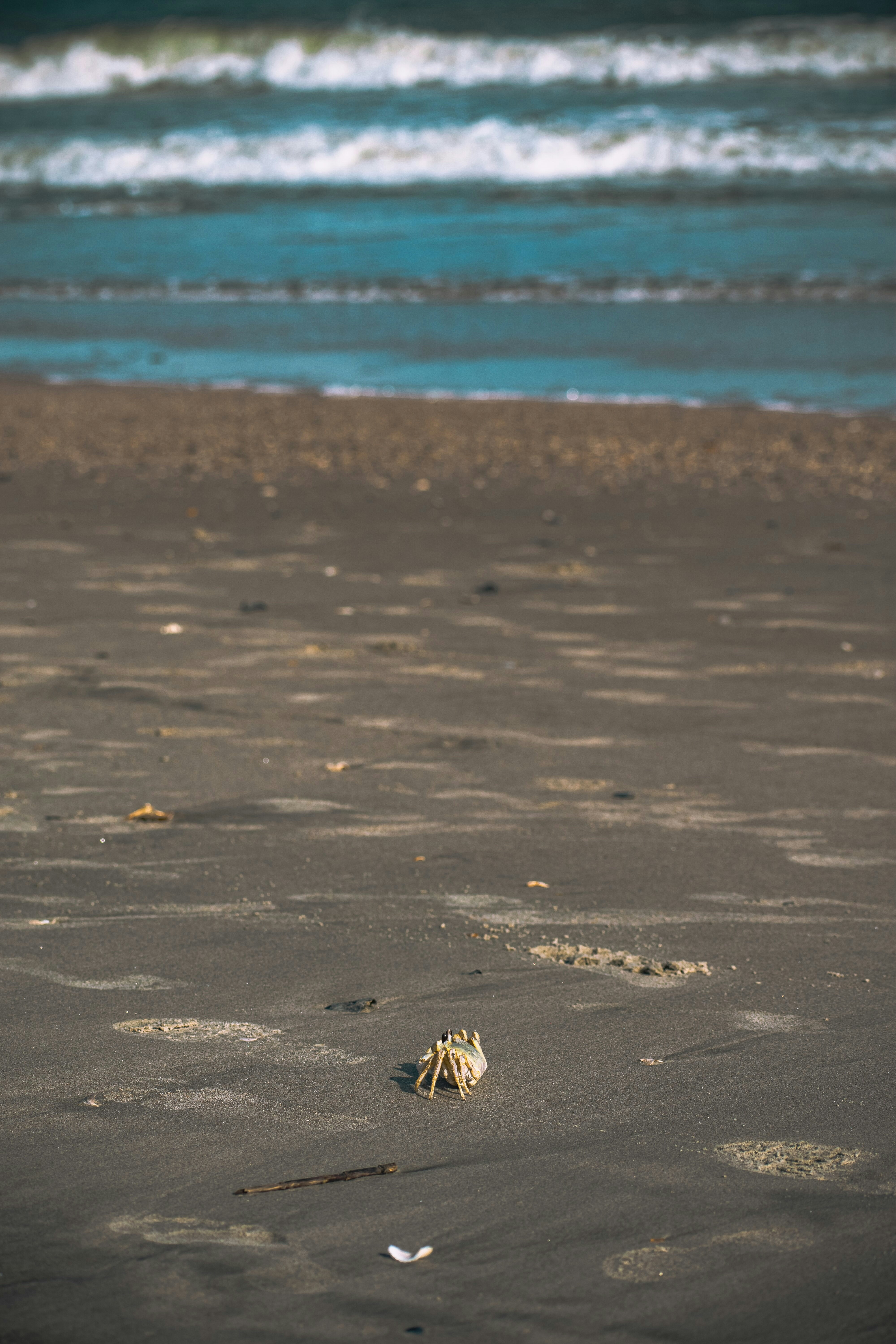 Crab on a Quiet Beach: Lines of Wave and Sand
