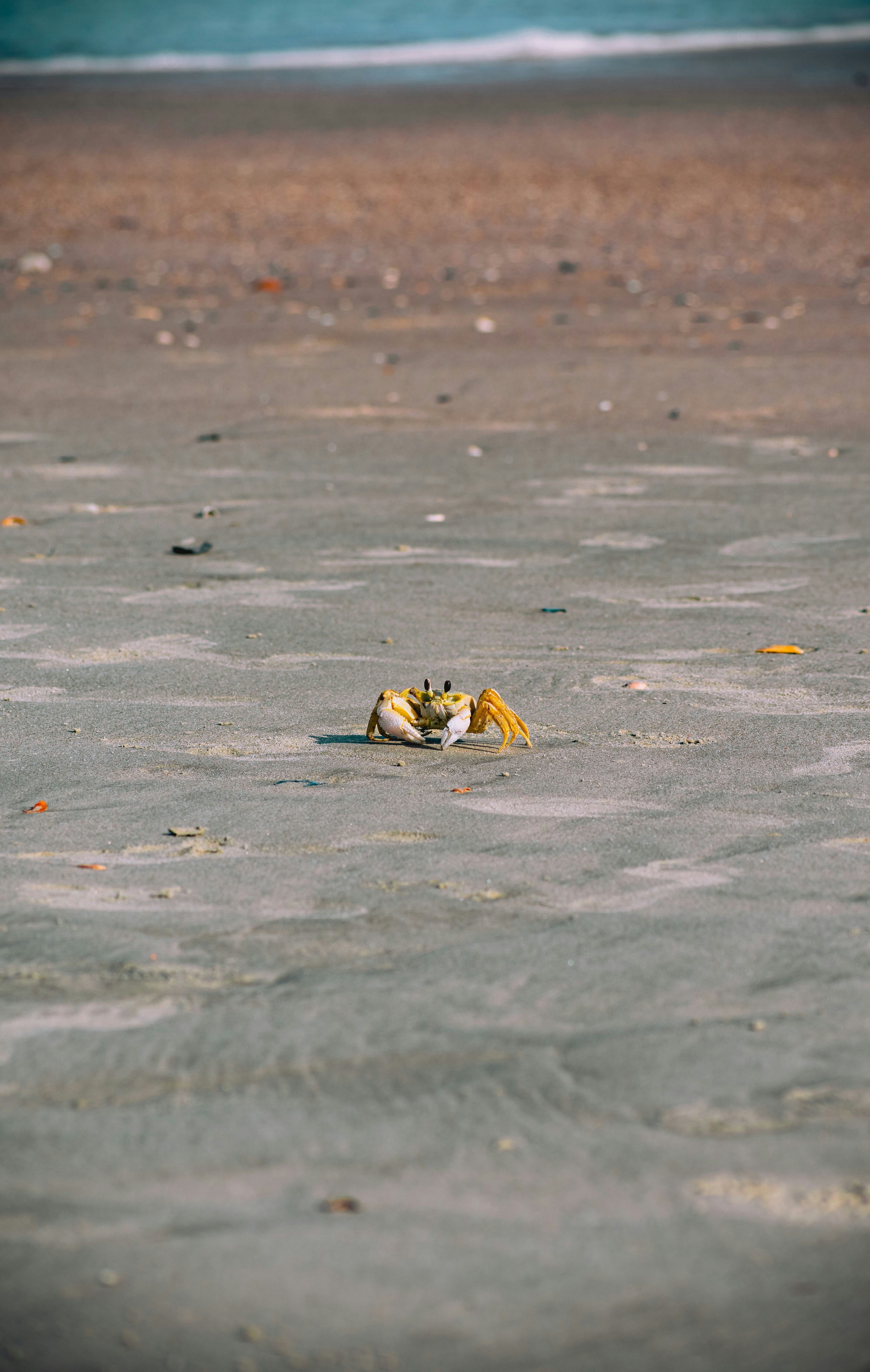 Crab on a Quiet Beach: A Tiny Moment of Deserted Shoreline