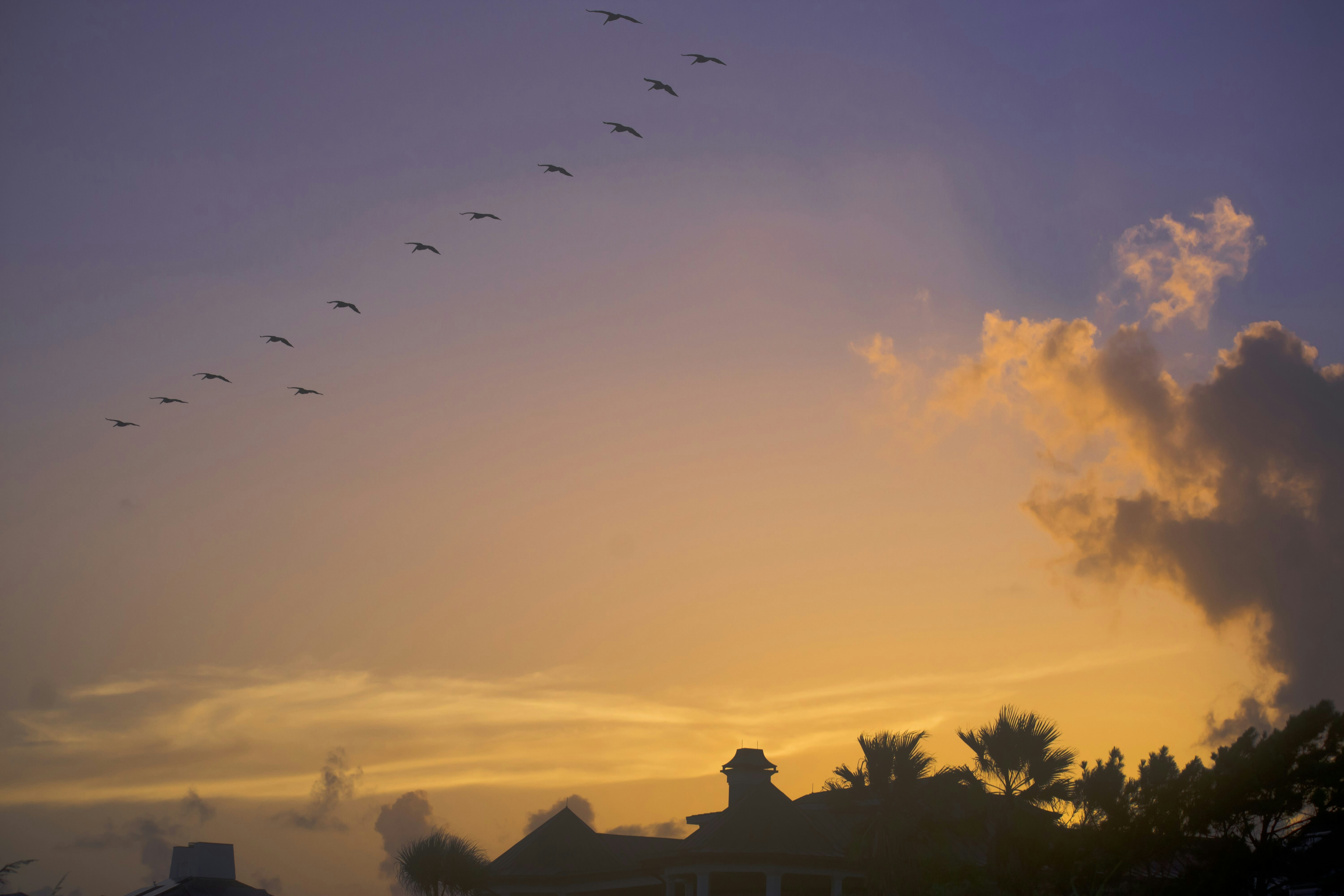 Silhouette at Sundown: Flock Over the Rooftops