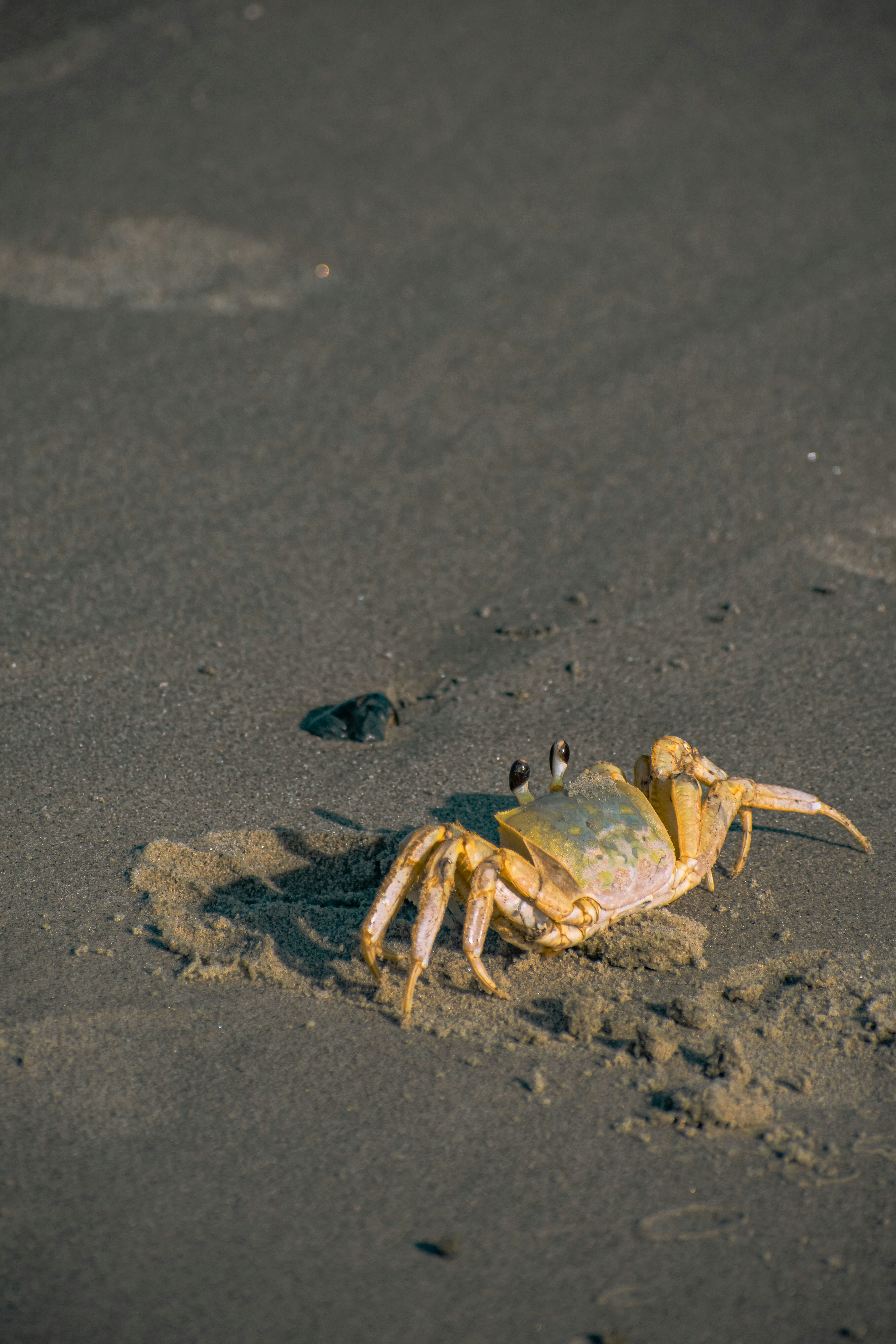 Crab in their sandy arena under a quiet coastal sky