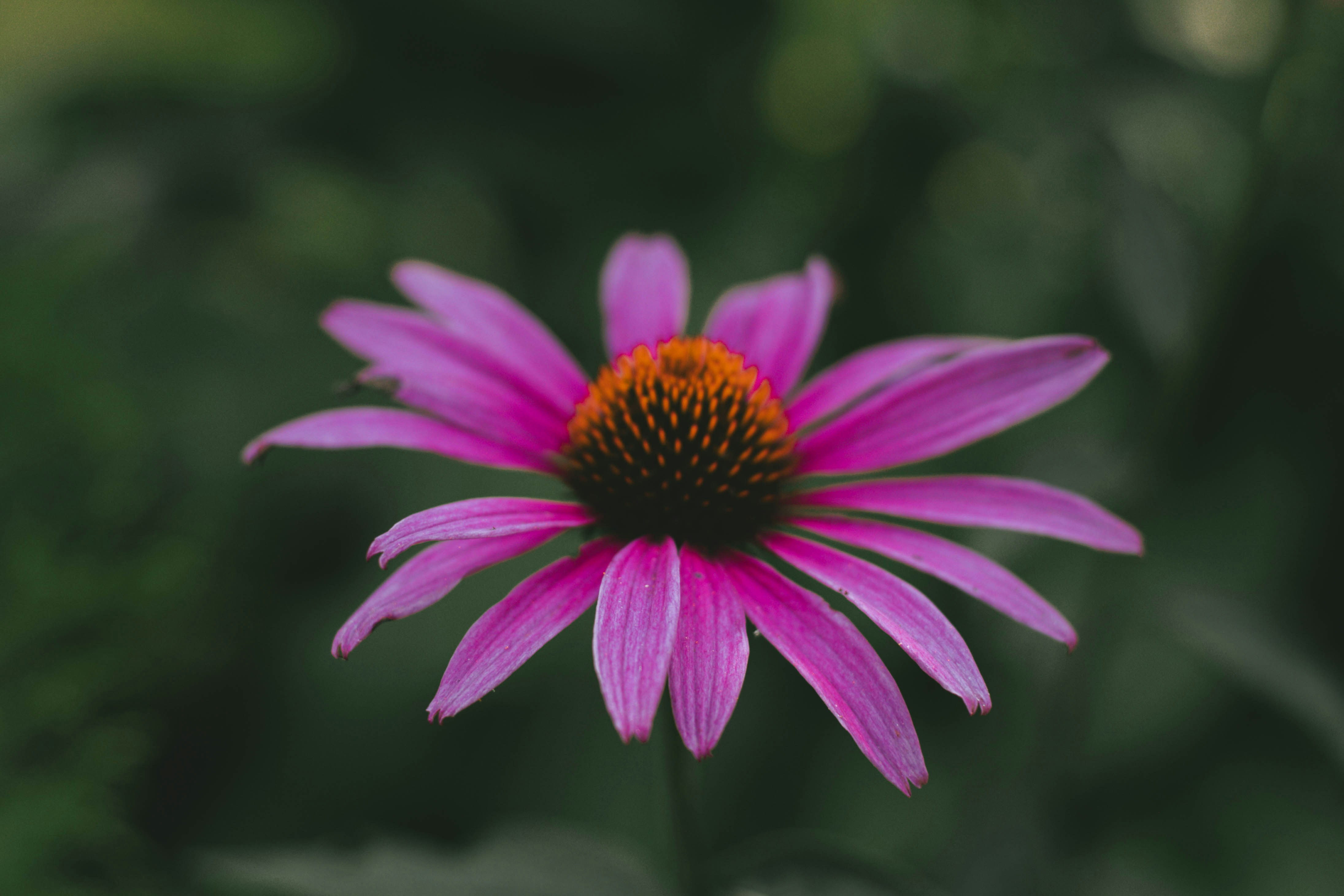 Magenta Coneflower in Soft Focus Spotlight
