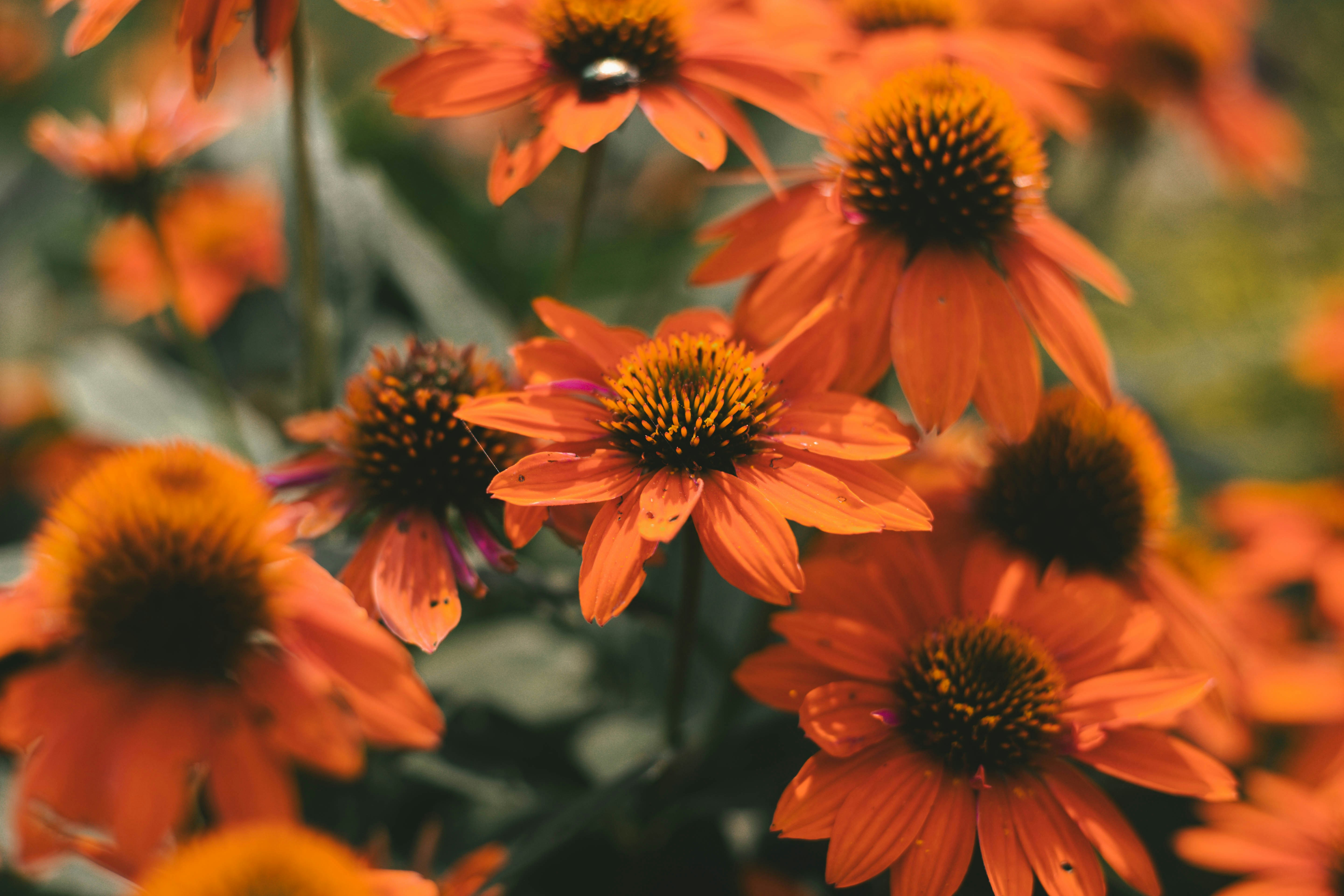 Orange Bloom in Soft Focus: A Burst of Weathered Petals and Warm Hues
