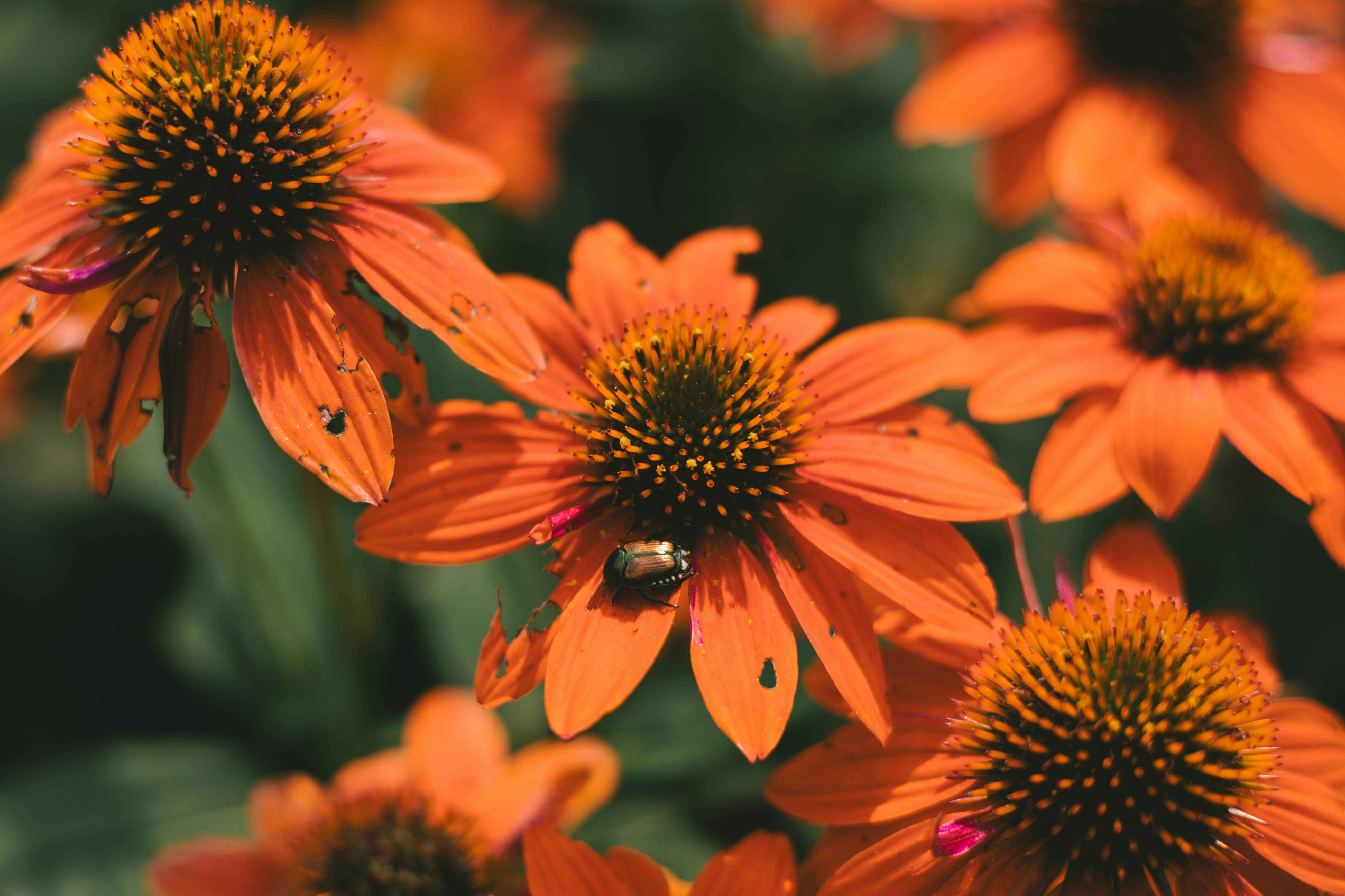 Orange Coneflowers in Soft Focus Dawn Light