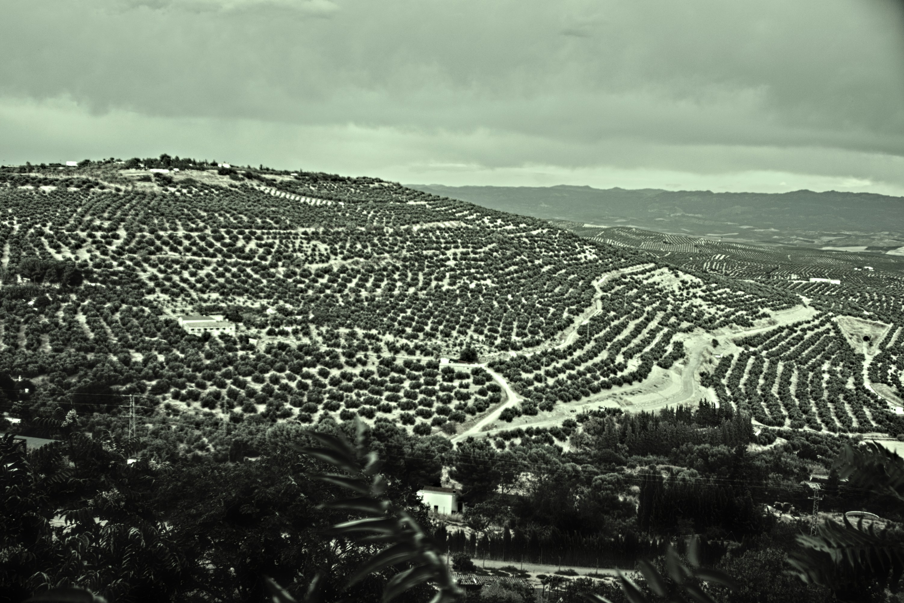 Terraced Olive Hills under a Quiet Overcast Sky