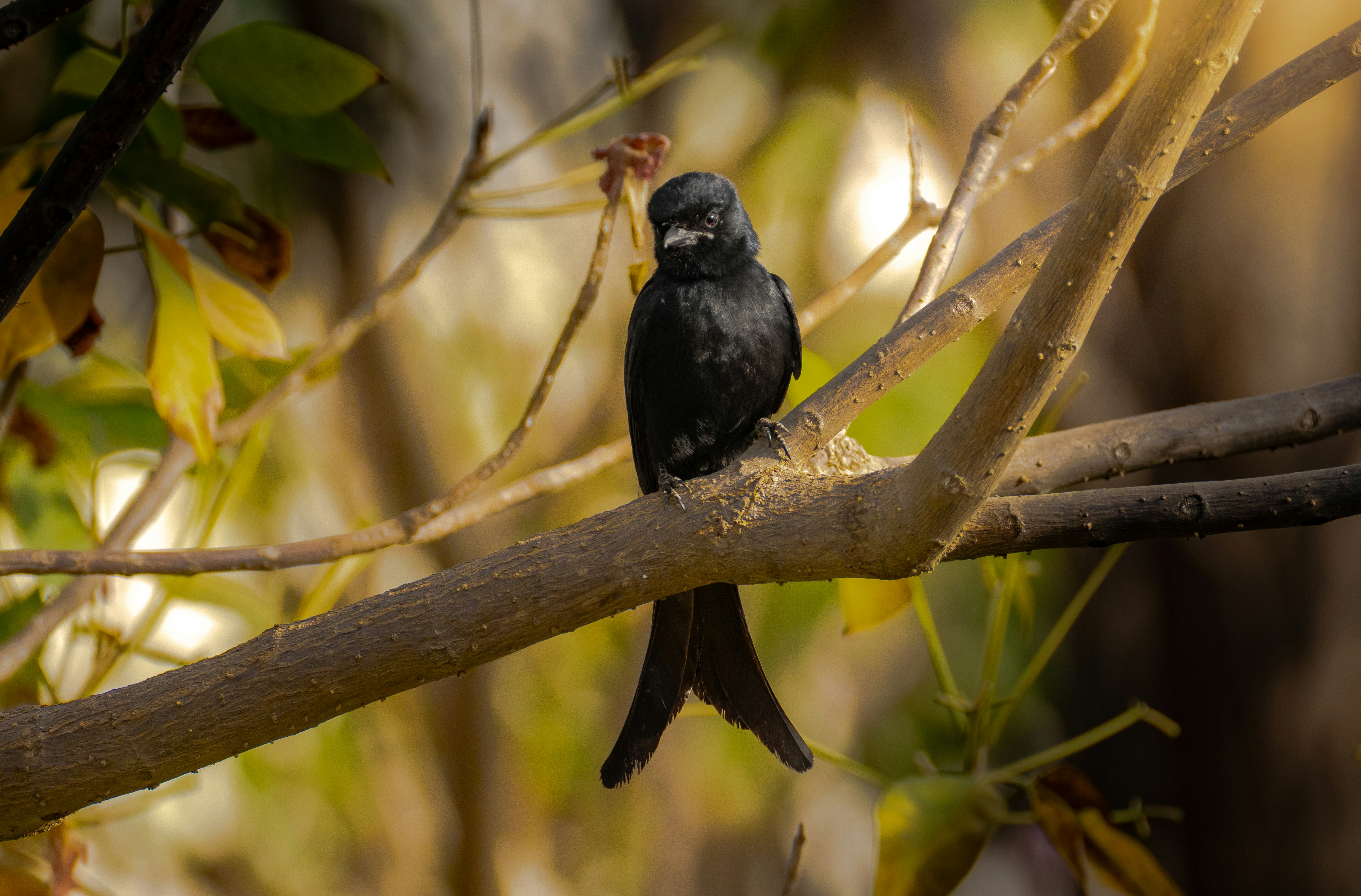 Black Kingfisher on a Sunlit Branch