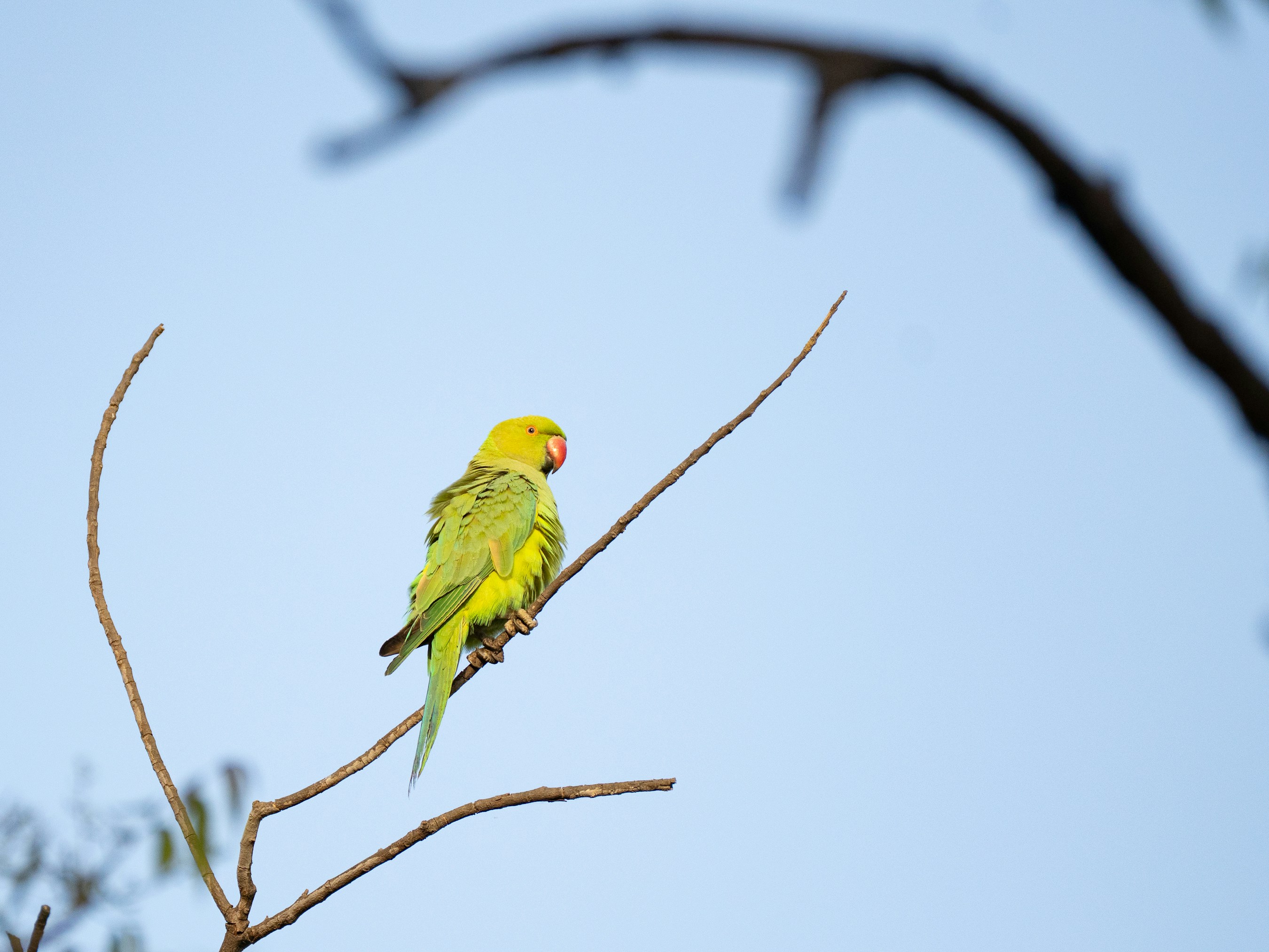 Bright green lorikeet perched on a slender branch against a pale sky, highlighting its vivid plumage and curved beak.
