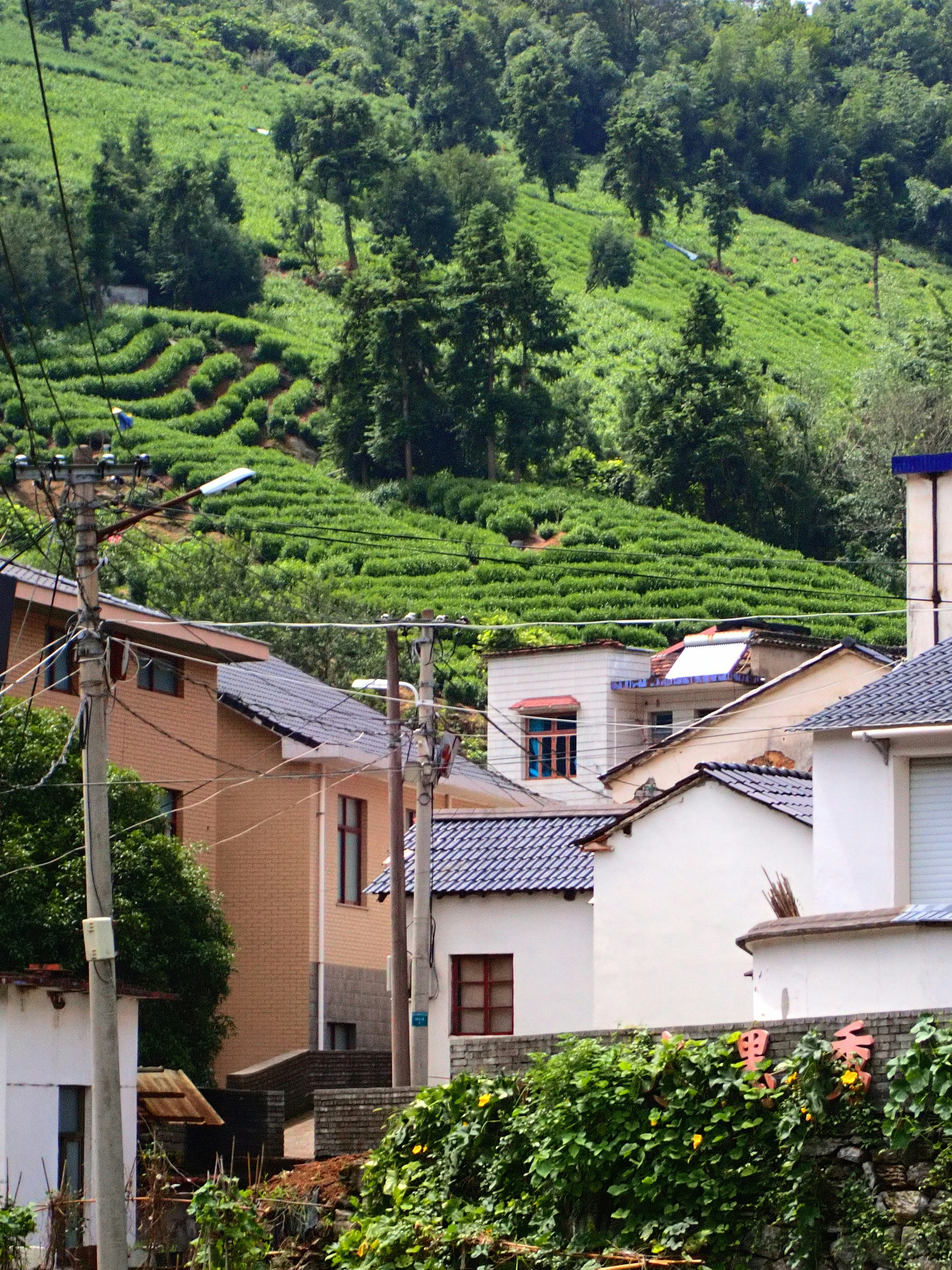 Terraced Tea Hills Behind a Quiet Village