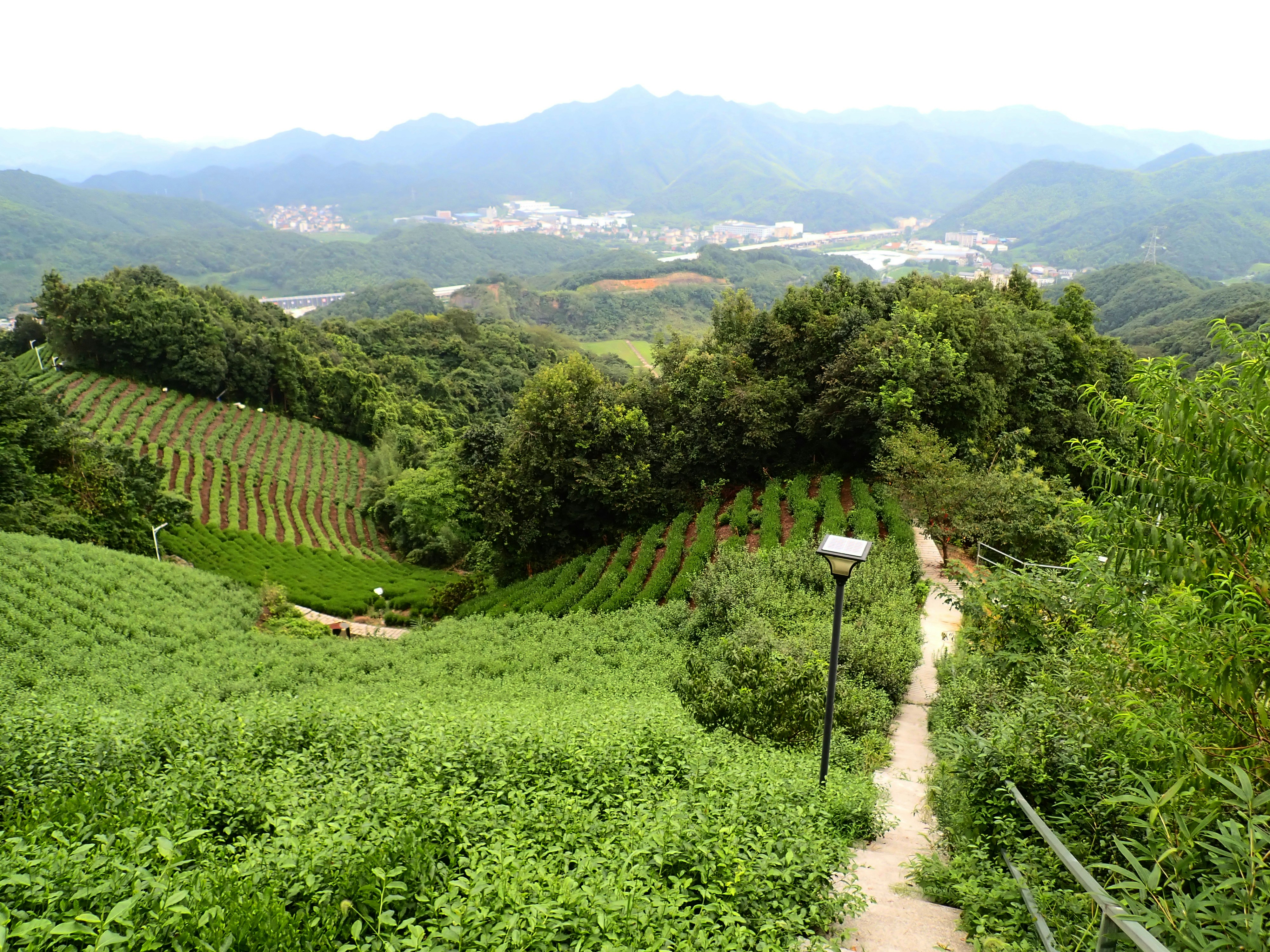 Terraced Green Carriage: A Path Through the Mountain Farm