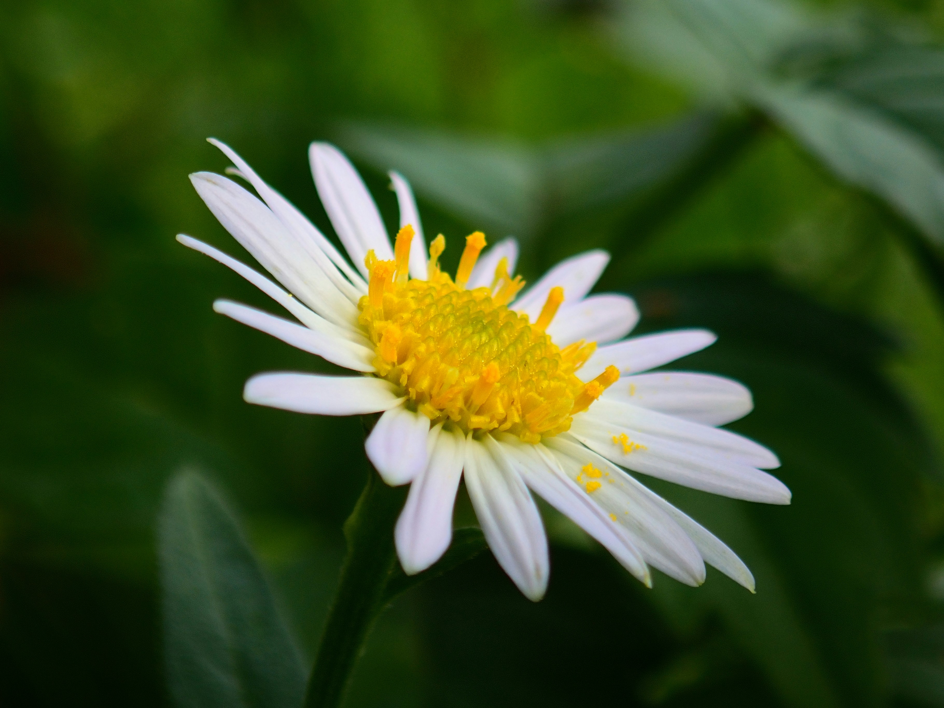 Close-Up Daisy Burst: Yellow Center, White Petals in Soft Focus Greens