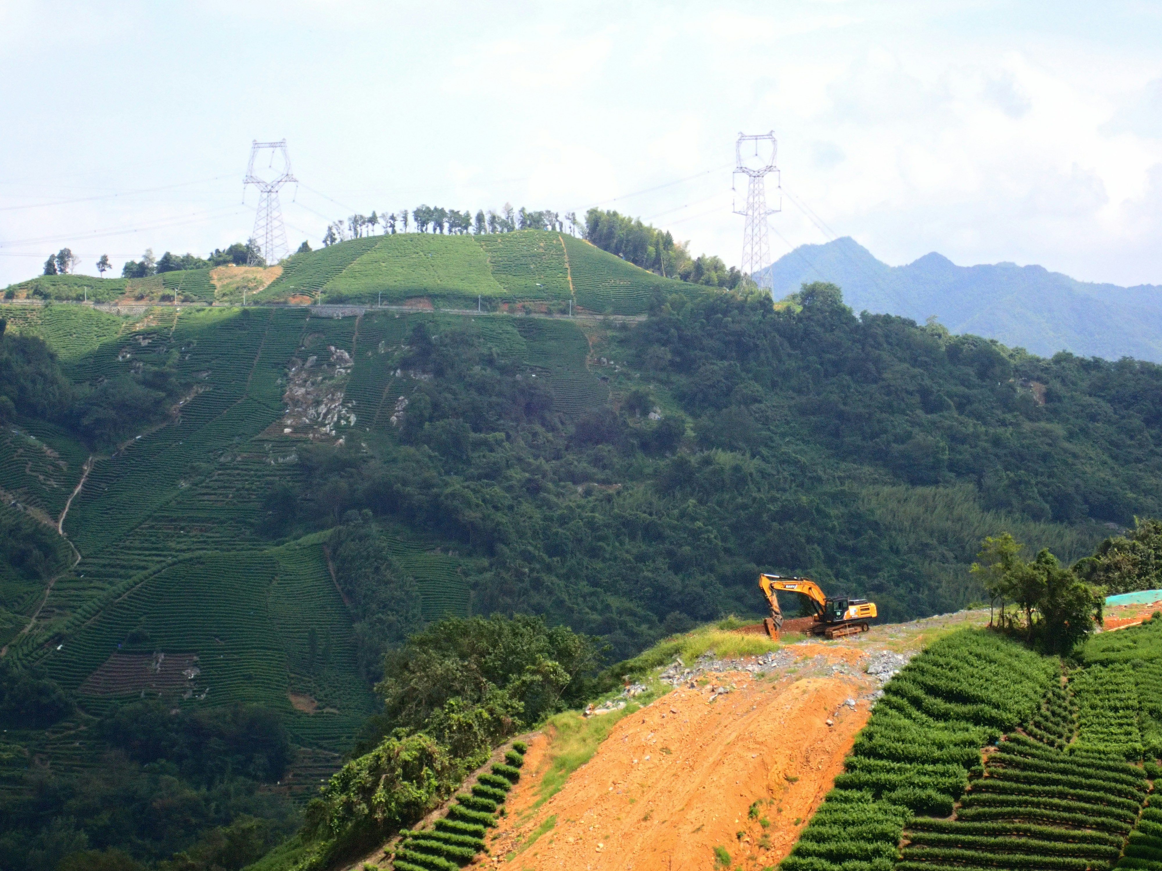 Terraced Hillside Under Construction: A Quiet Break in the Green Spine