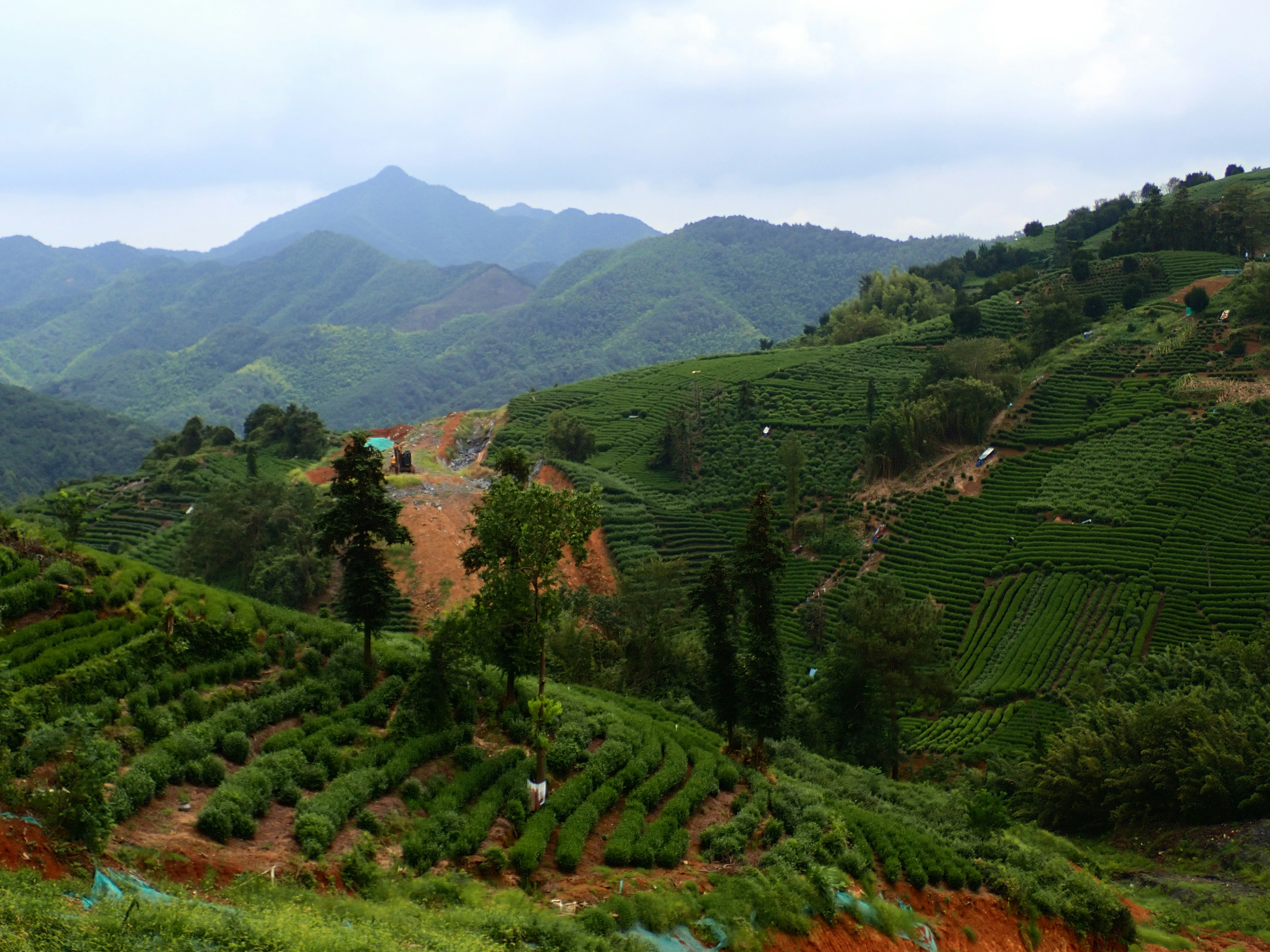 Lush terraced tea fields snake along rolling hills with distant mountains under a soft blue sky.