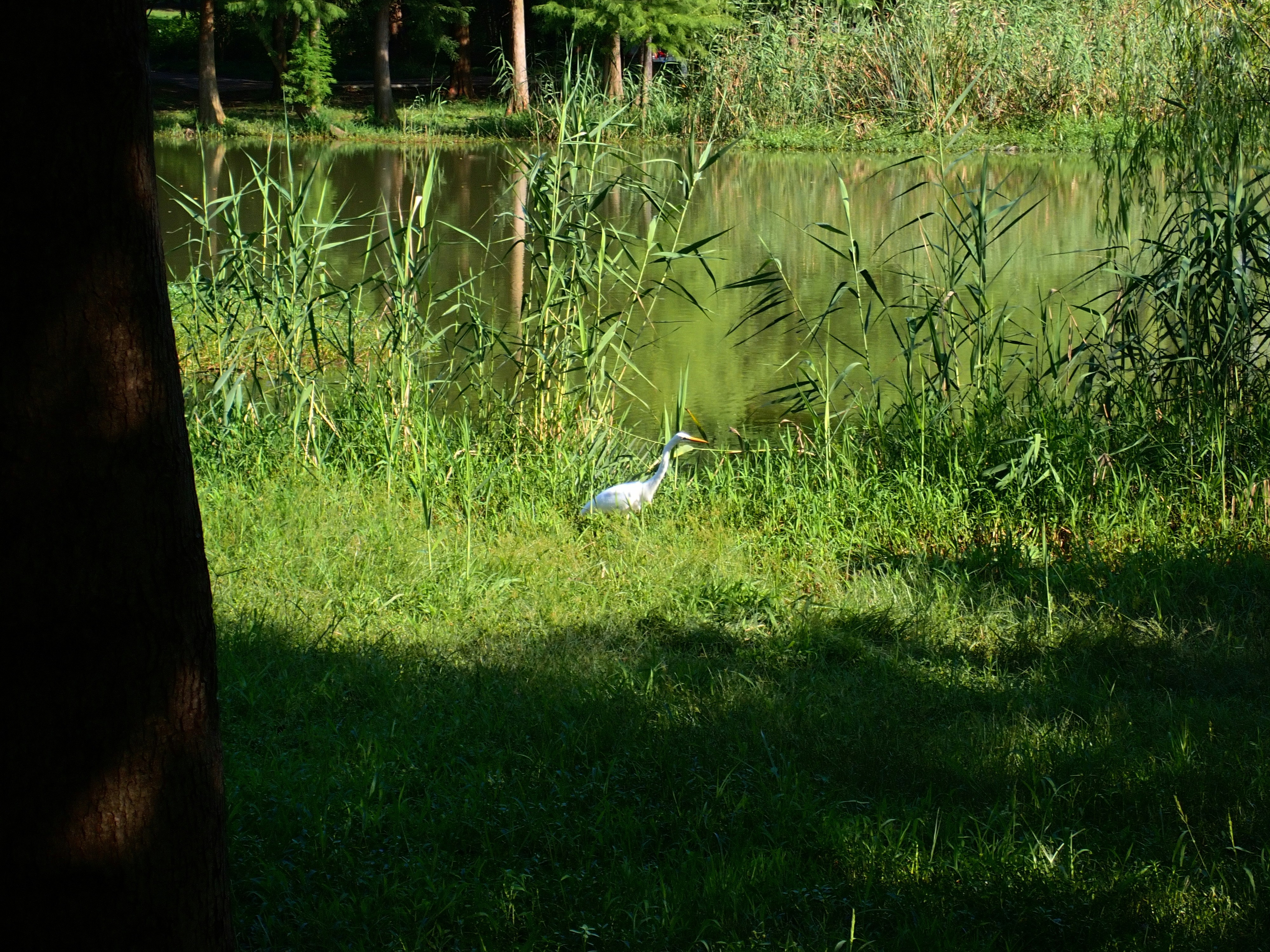 Heron at the Water’s Edge: Quiet Morning by the Reed Fringes
