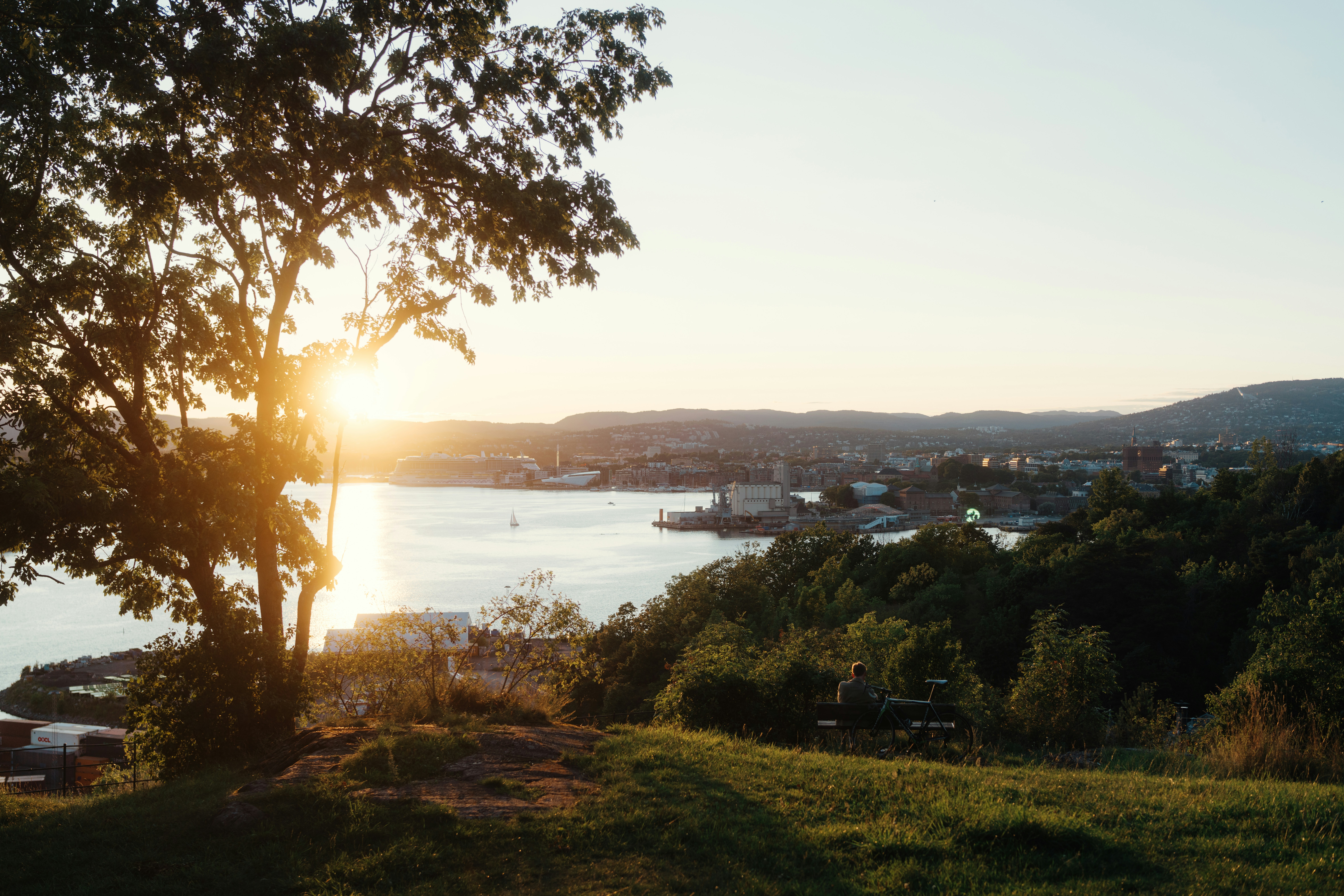 Golden Hour Overlook: Sunlit Trees by the Harbor