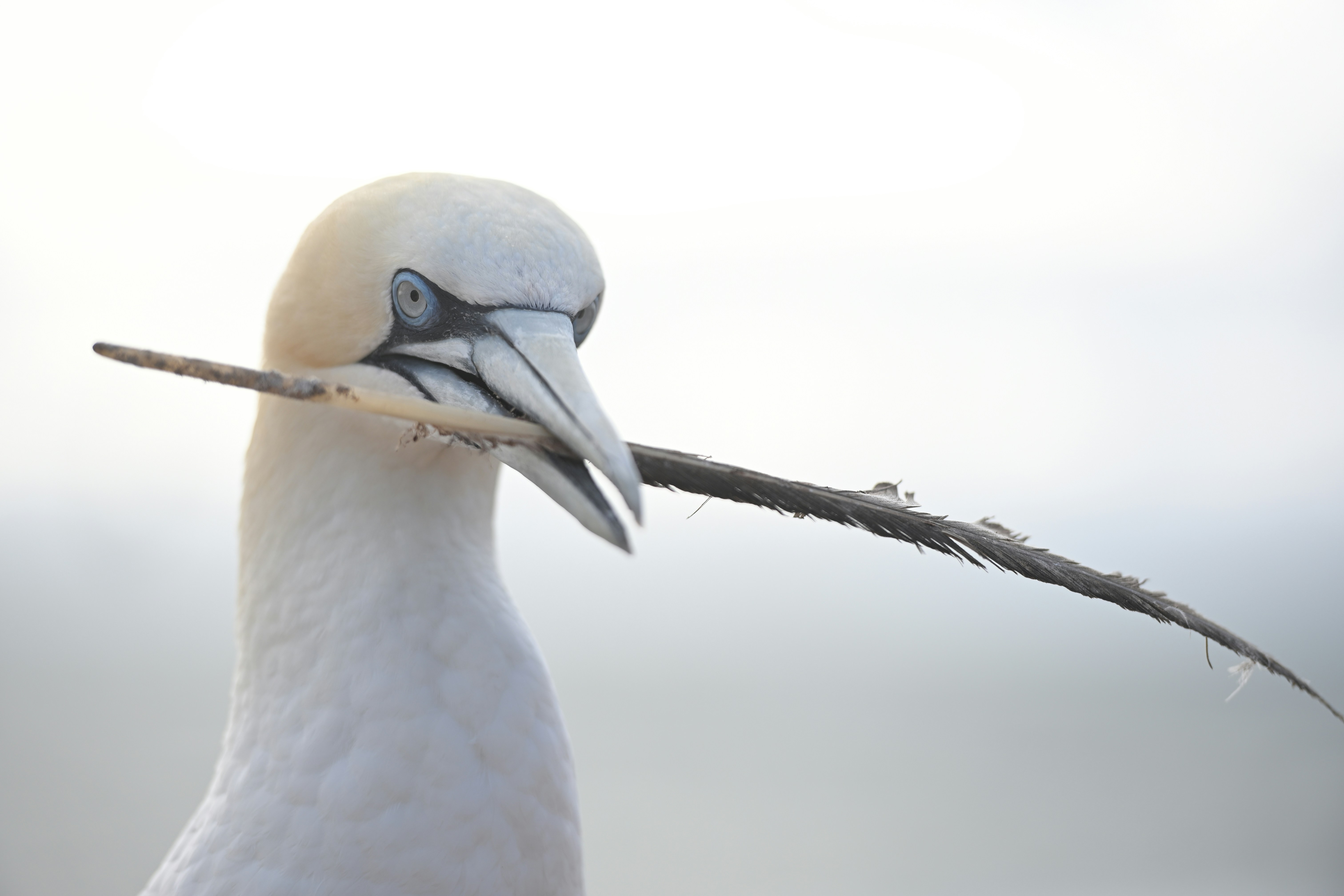 Albatross with a Weathered Wing: Focused Gaze Across the Sea