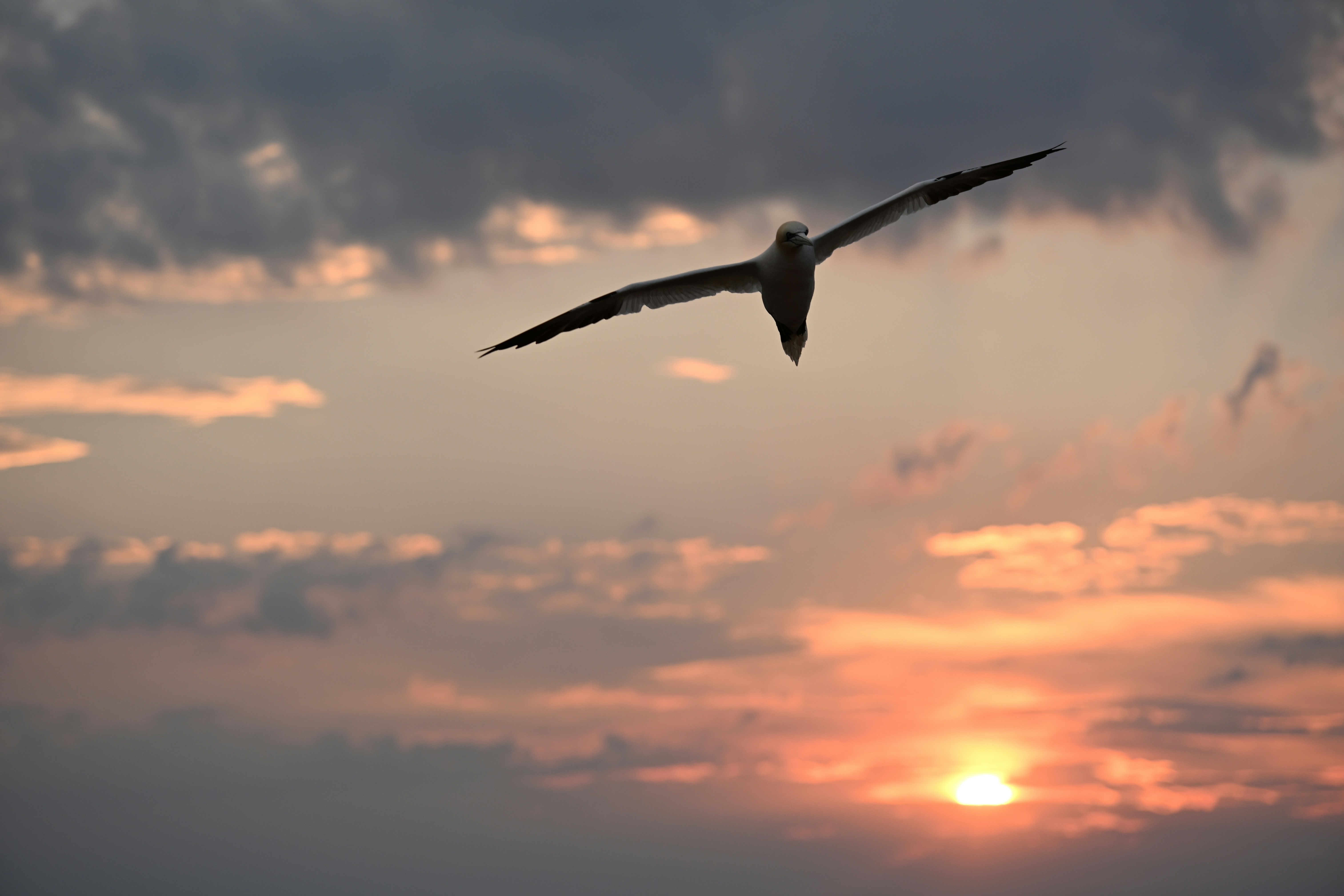 Soaring at Dusk: A Seabird Traces the Last Light