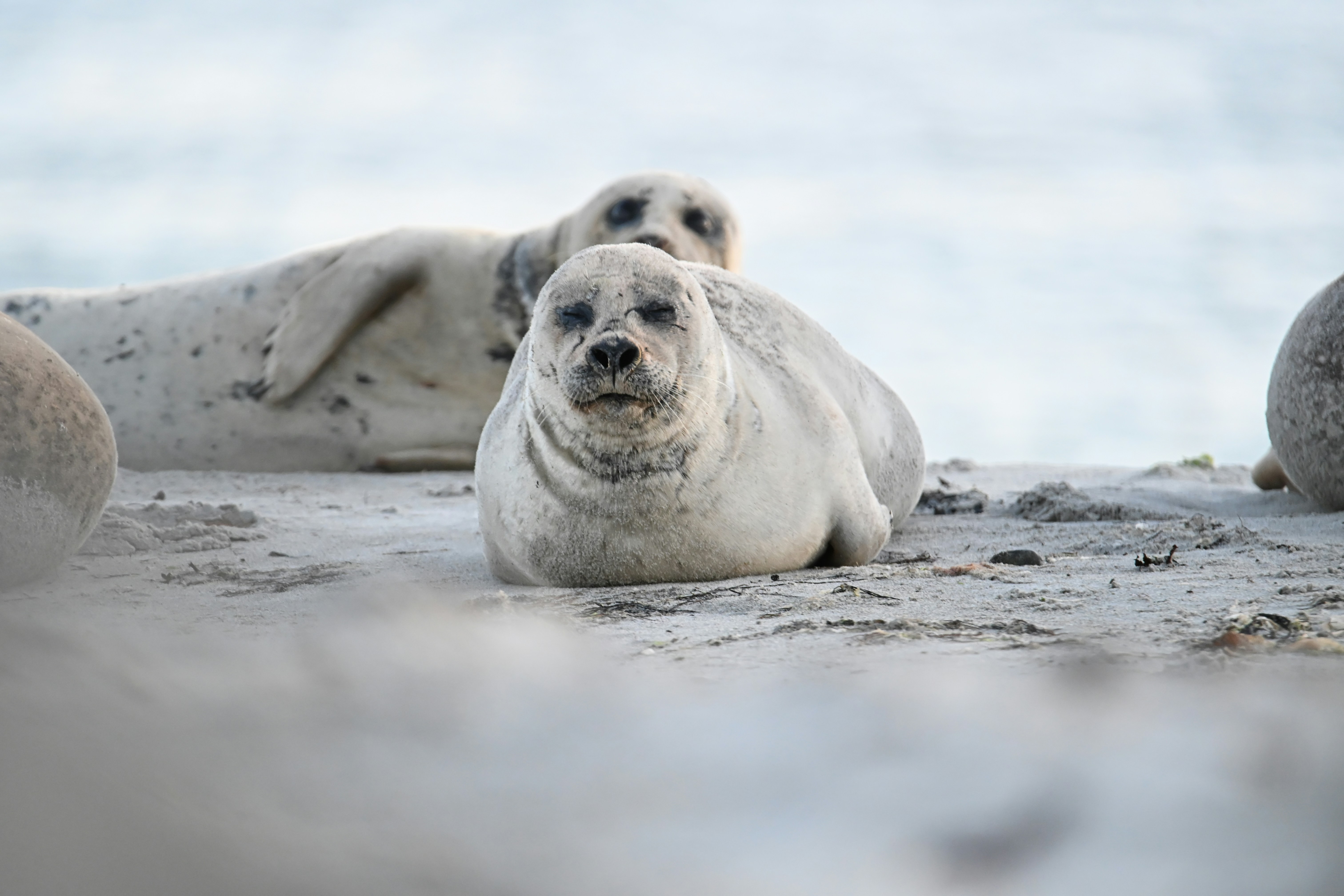 Curious Seal Trio Resting Along the Shoreline