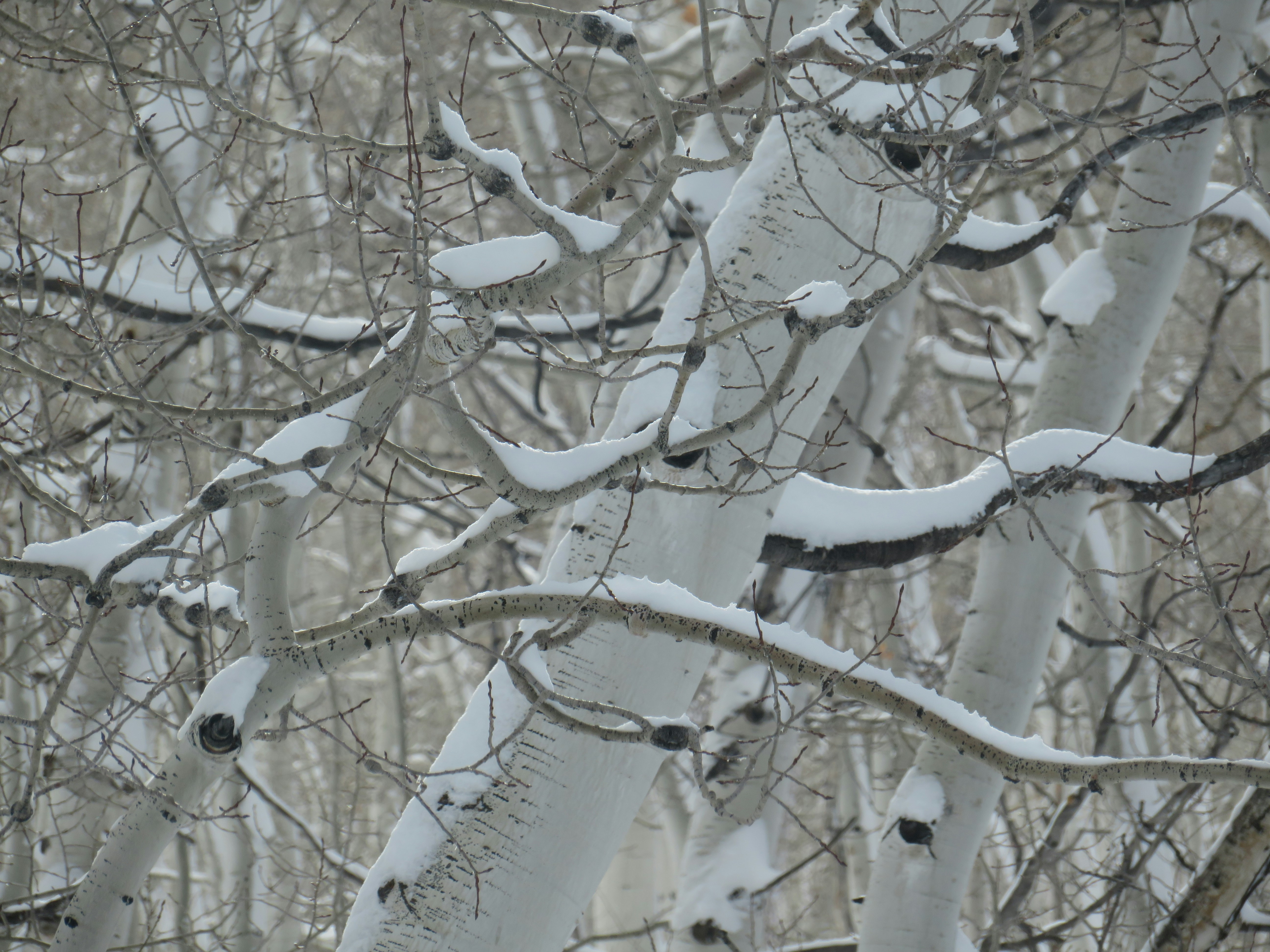 Snow-Swept Branches: Quiet Winter Geometry