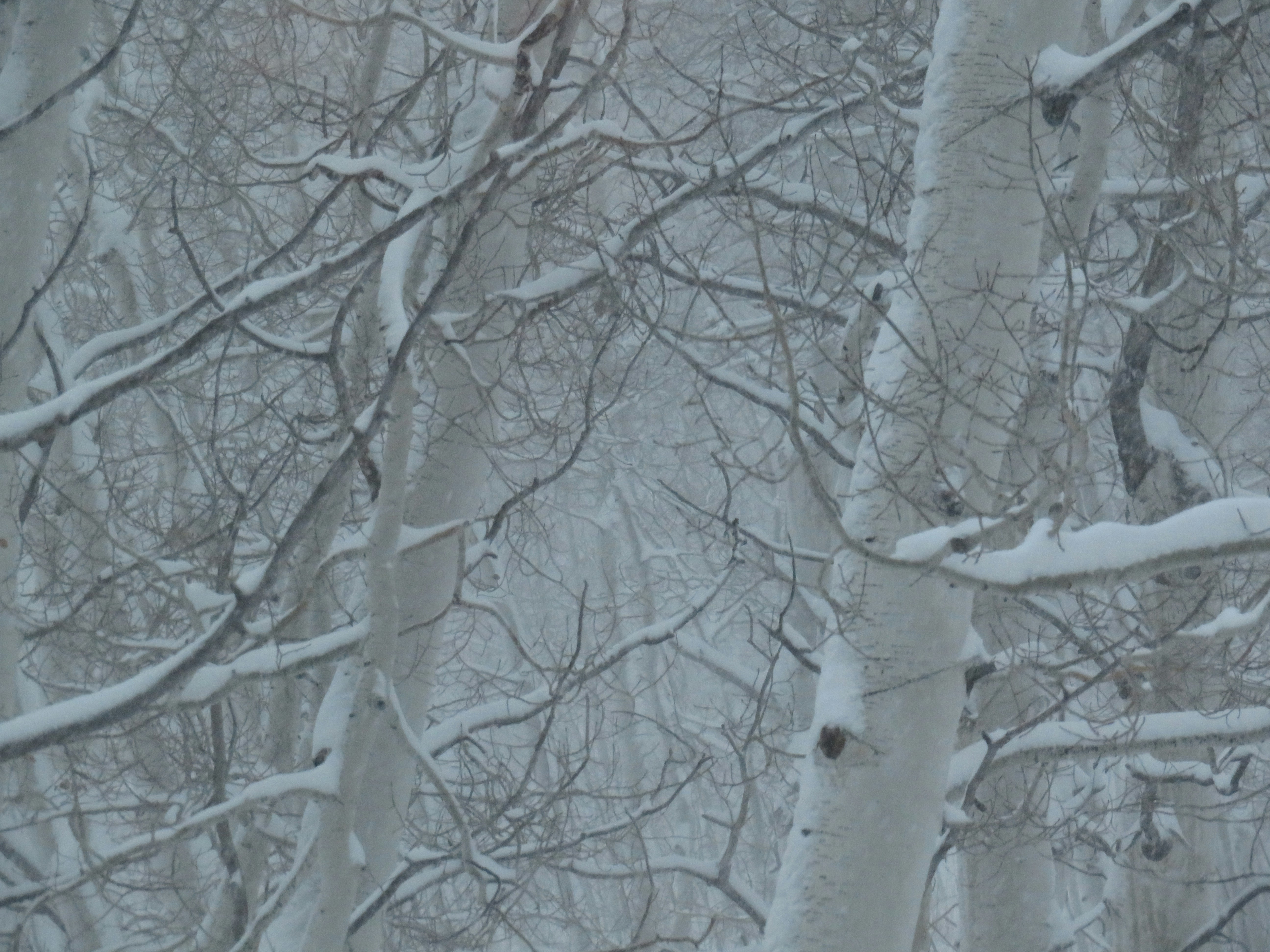 Silent Birch Cathedral in Winter Frost