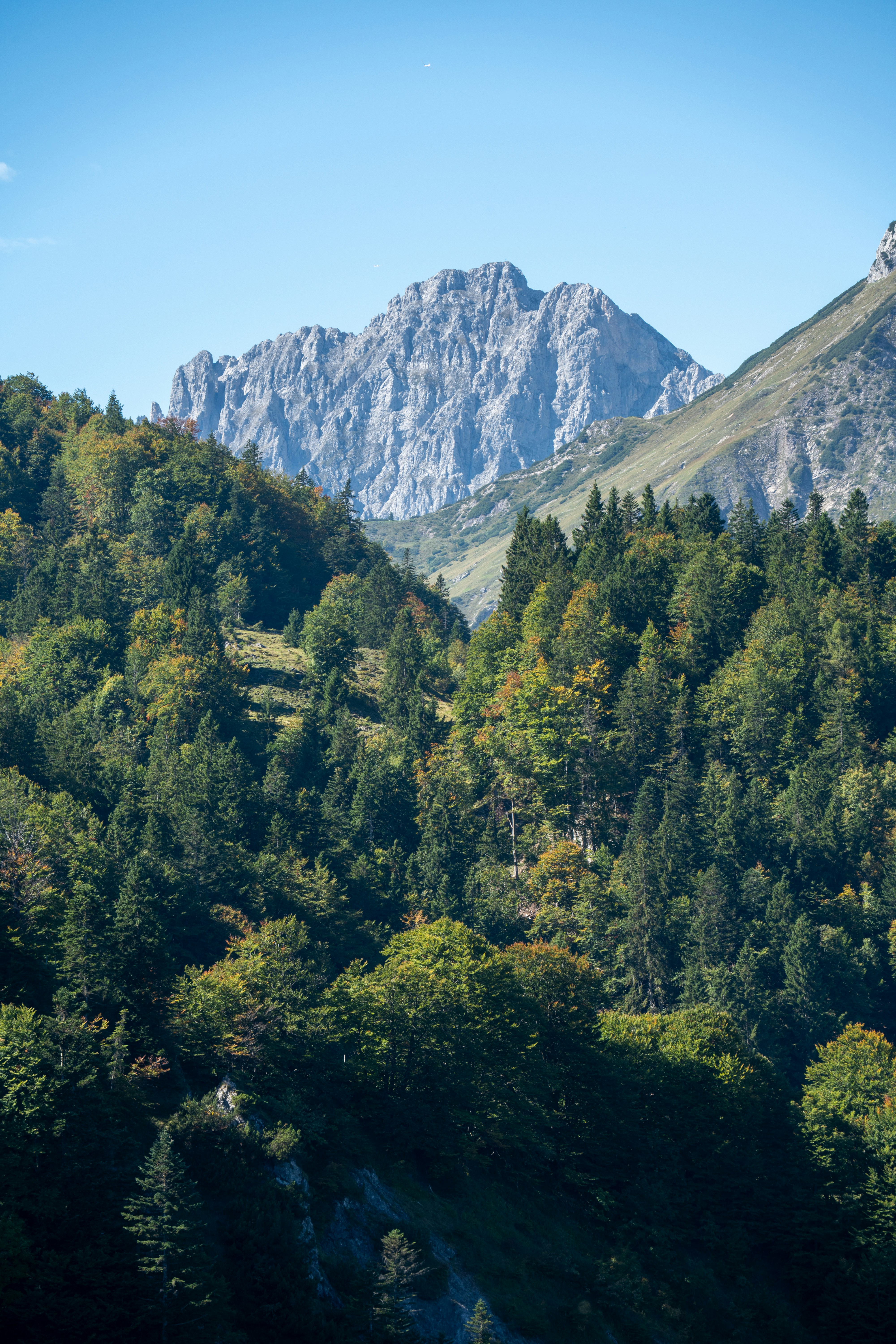 Majestic Peak Rising Above a Conifer Crest