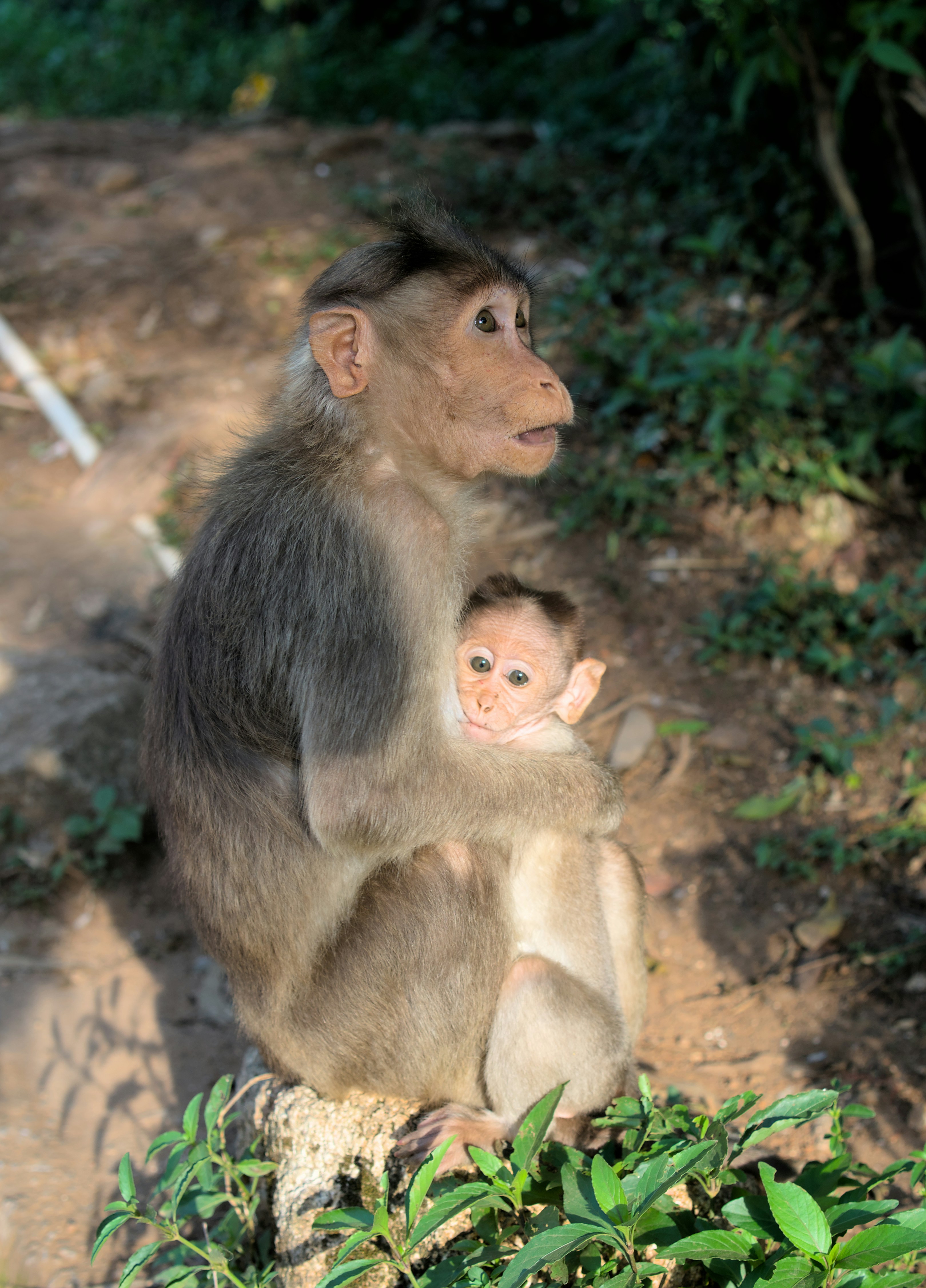 Caring Gaze: A Mother Monkey Protects Her Young Amid Greenery