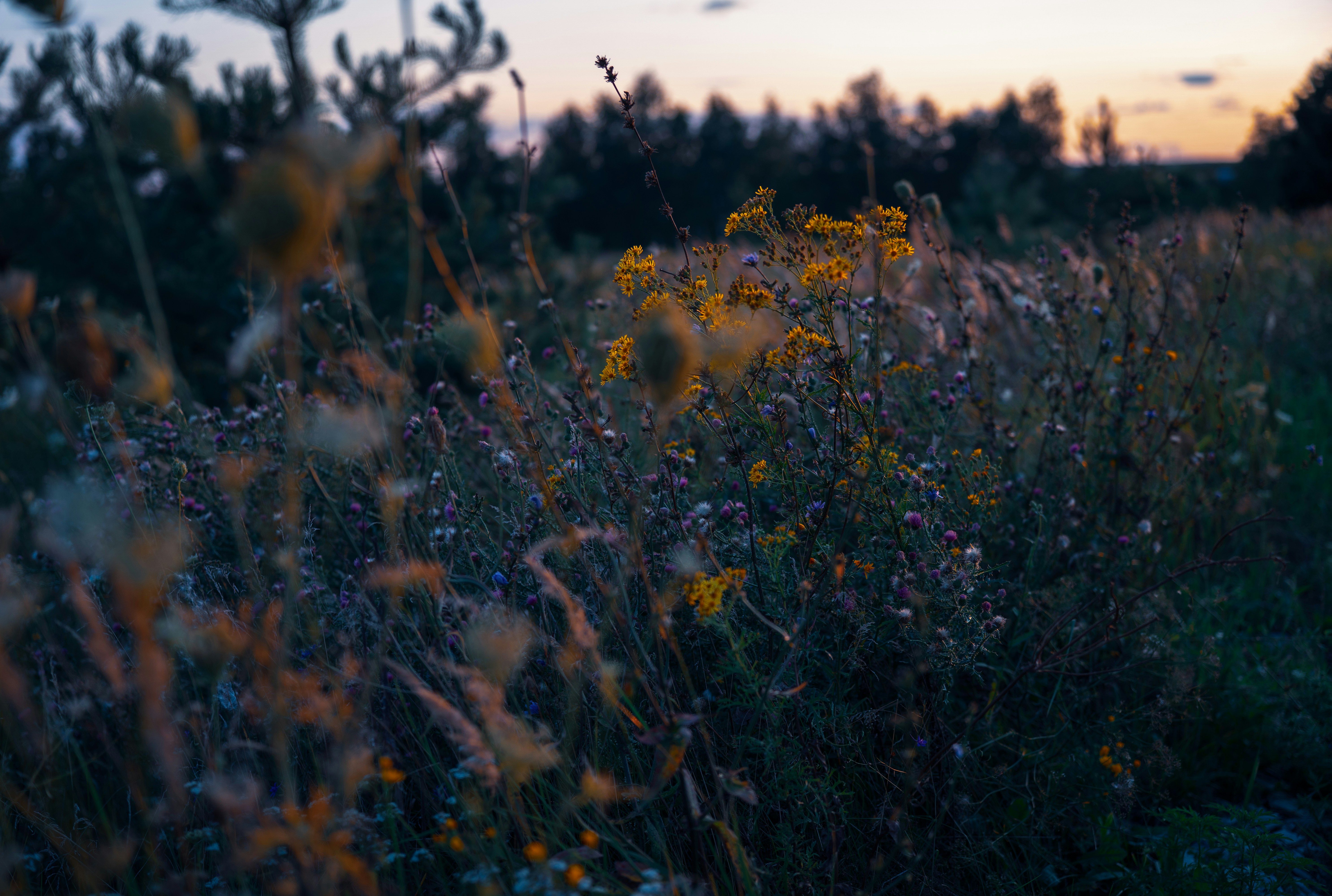 Dusk Meadow: Wildflowers in Soft Focus at the Edge of Twilight