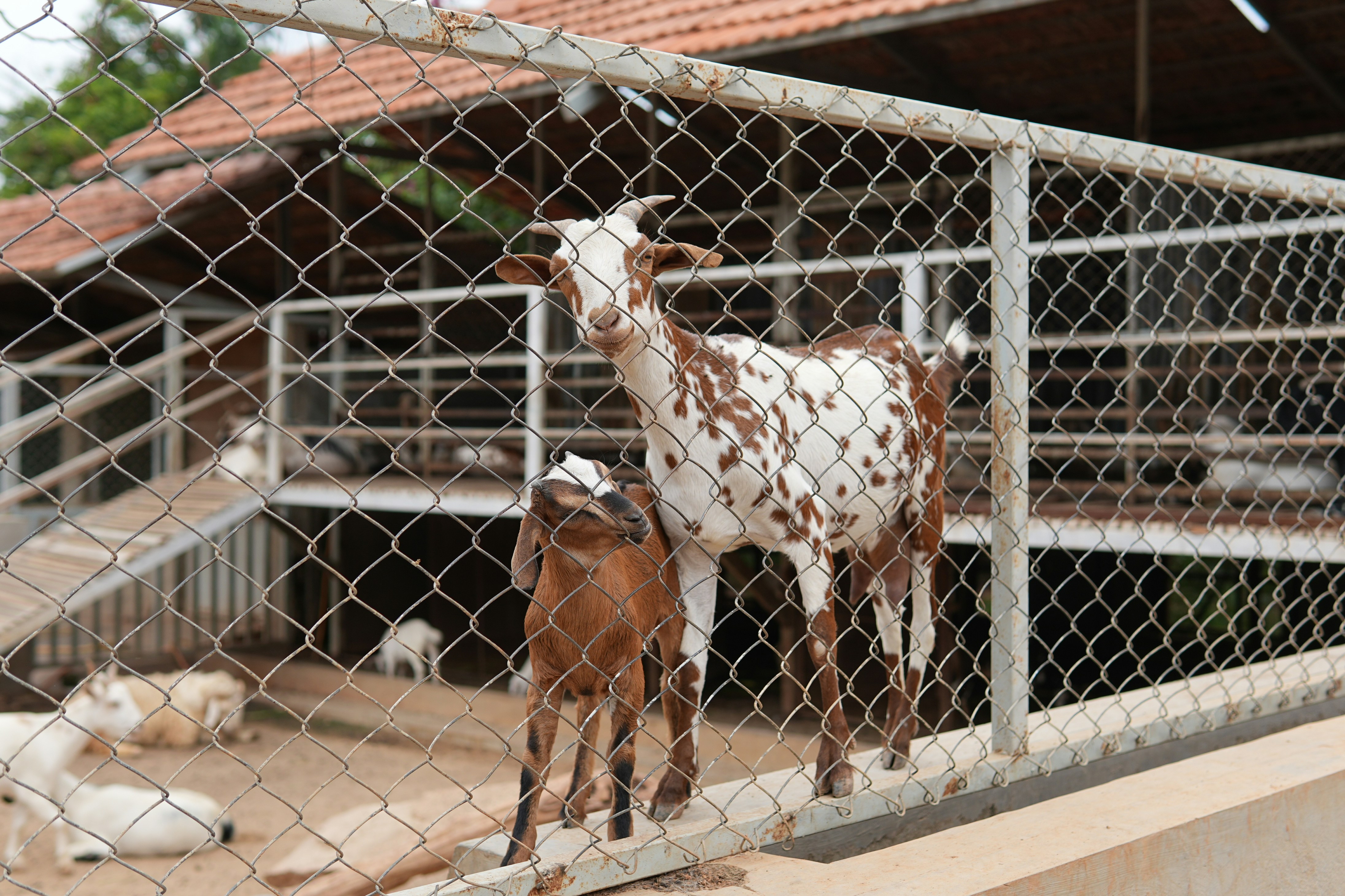 Two goats stand near the fence of a barnyard enclosure, with softer-lit animals lounging in the background; the scene captures a candid moment of farm life and interaction within the pen. (Note: photograph shows a rustic animal pen with a chain-link fence.)