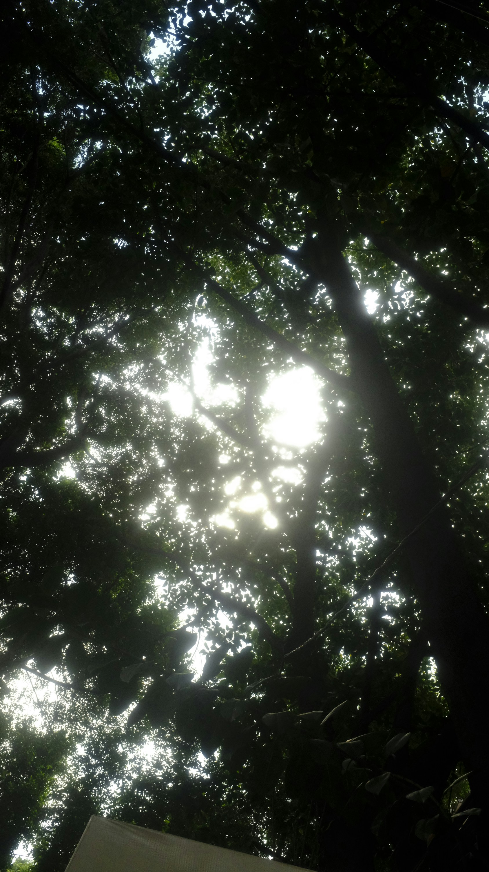 Sunlit Canopy: Hidden Clearings Between Leaves