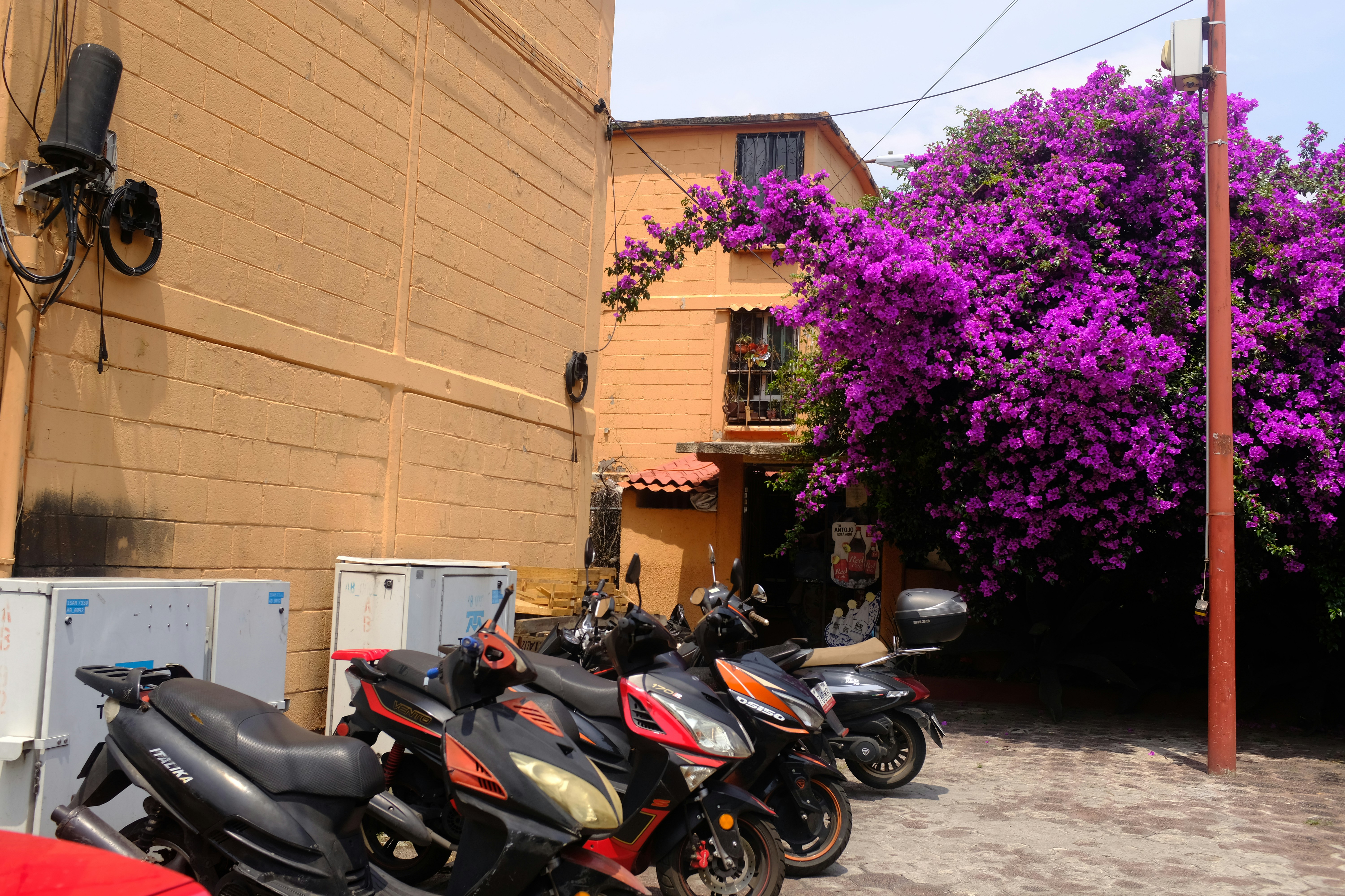 Bougainvillea in Bloom Over a Row of Scooters
