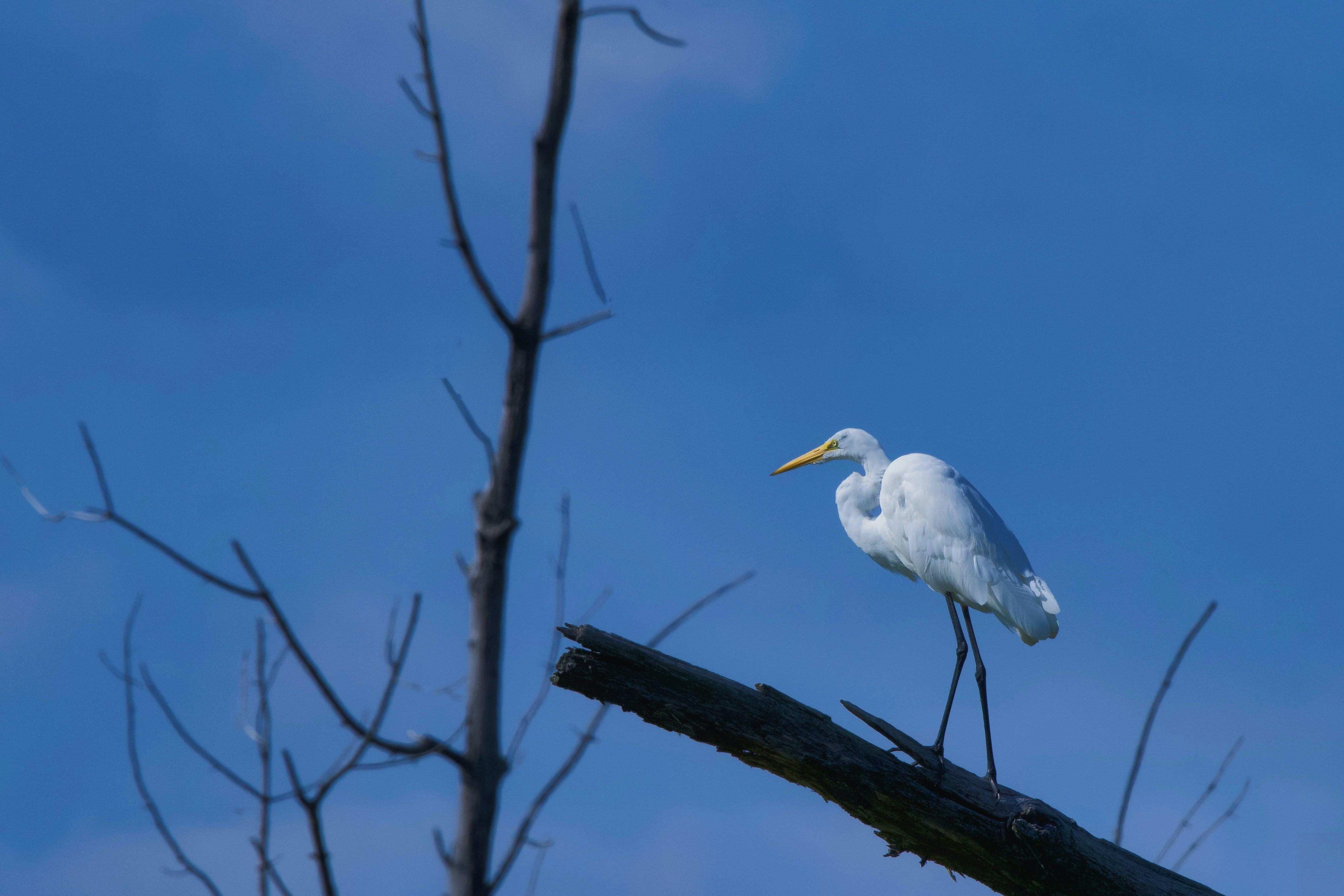 Perched Silence: A lone egret on a weathered branch under a cobalt sky