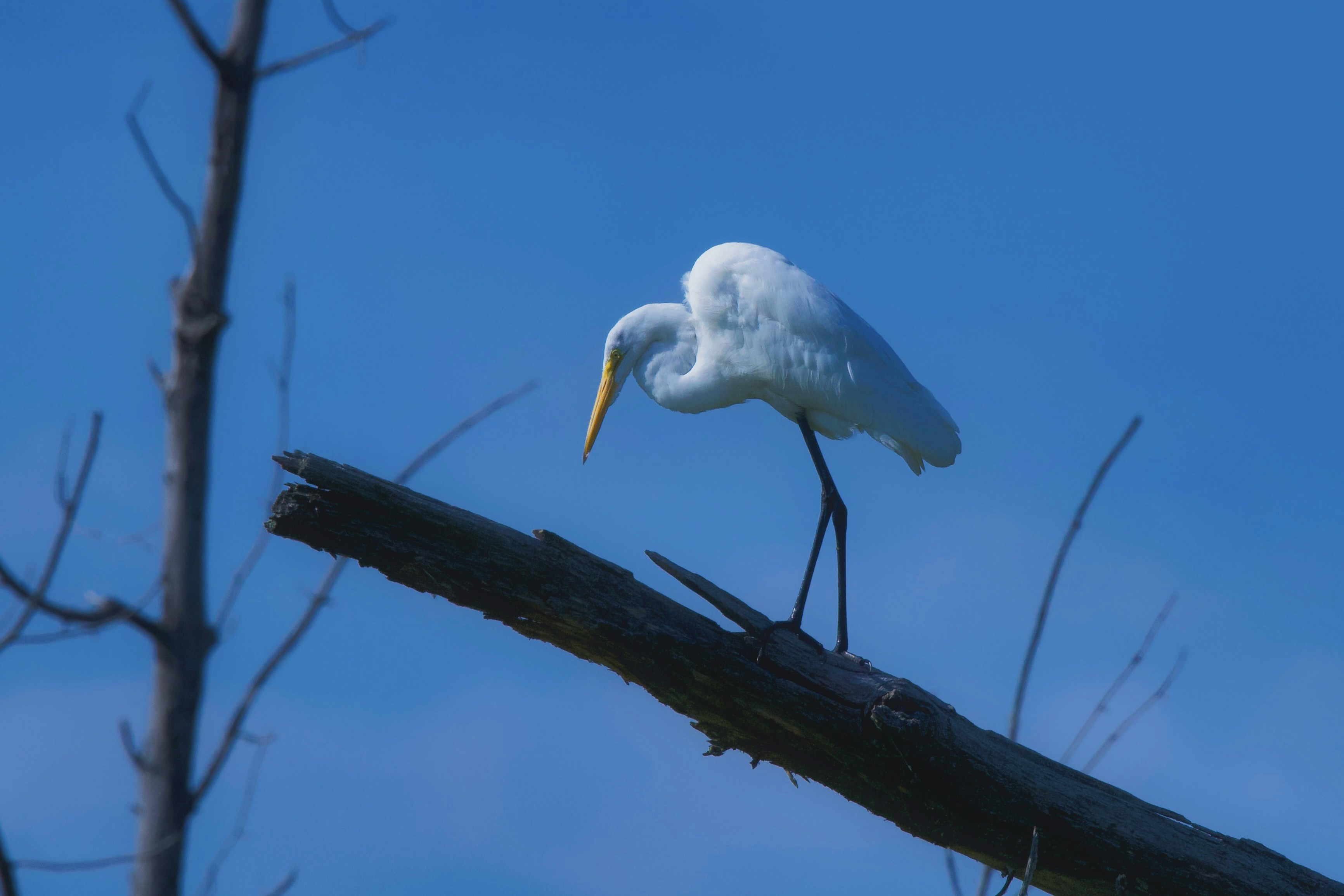 Quiet Perch: A Lone Egret Scales a Weathered Branch