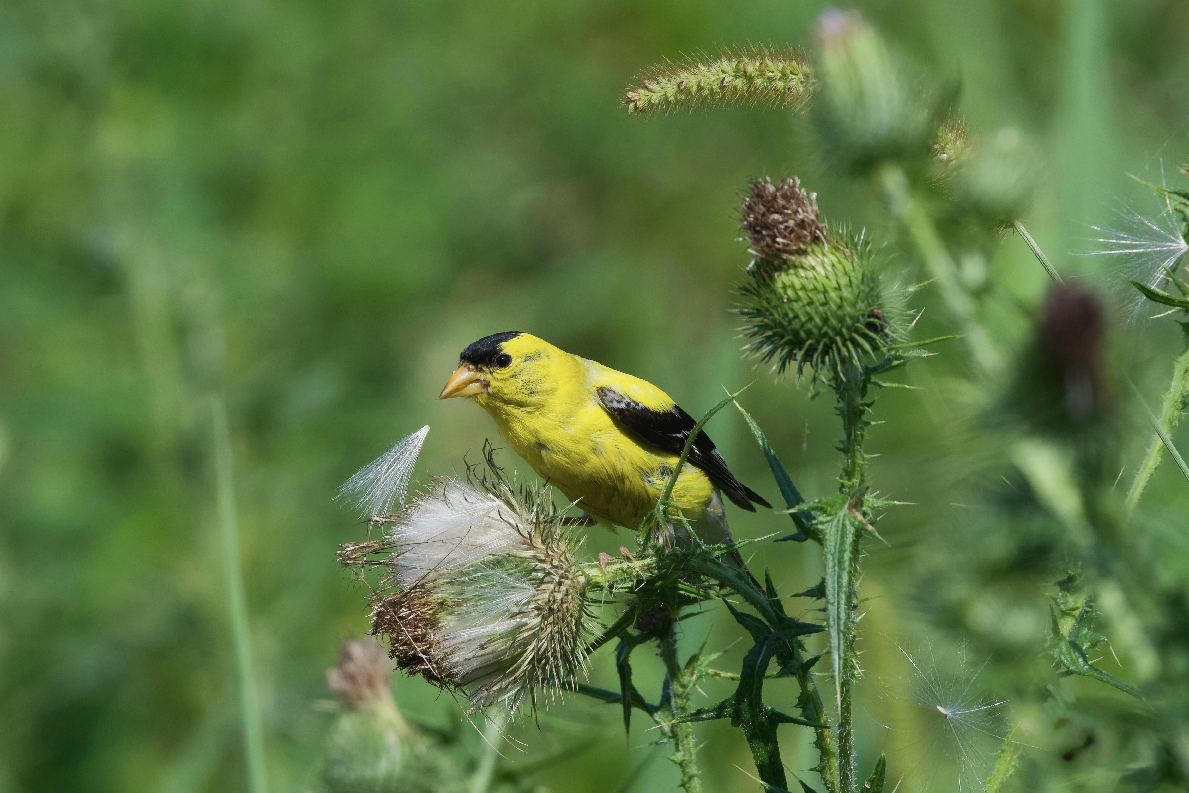 Goldcrest on a thorn: a sunlit yellow bird amid green thicket