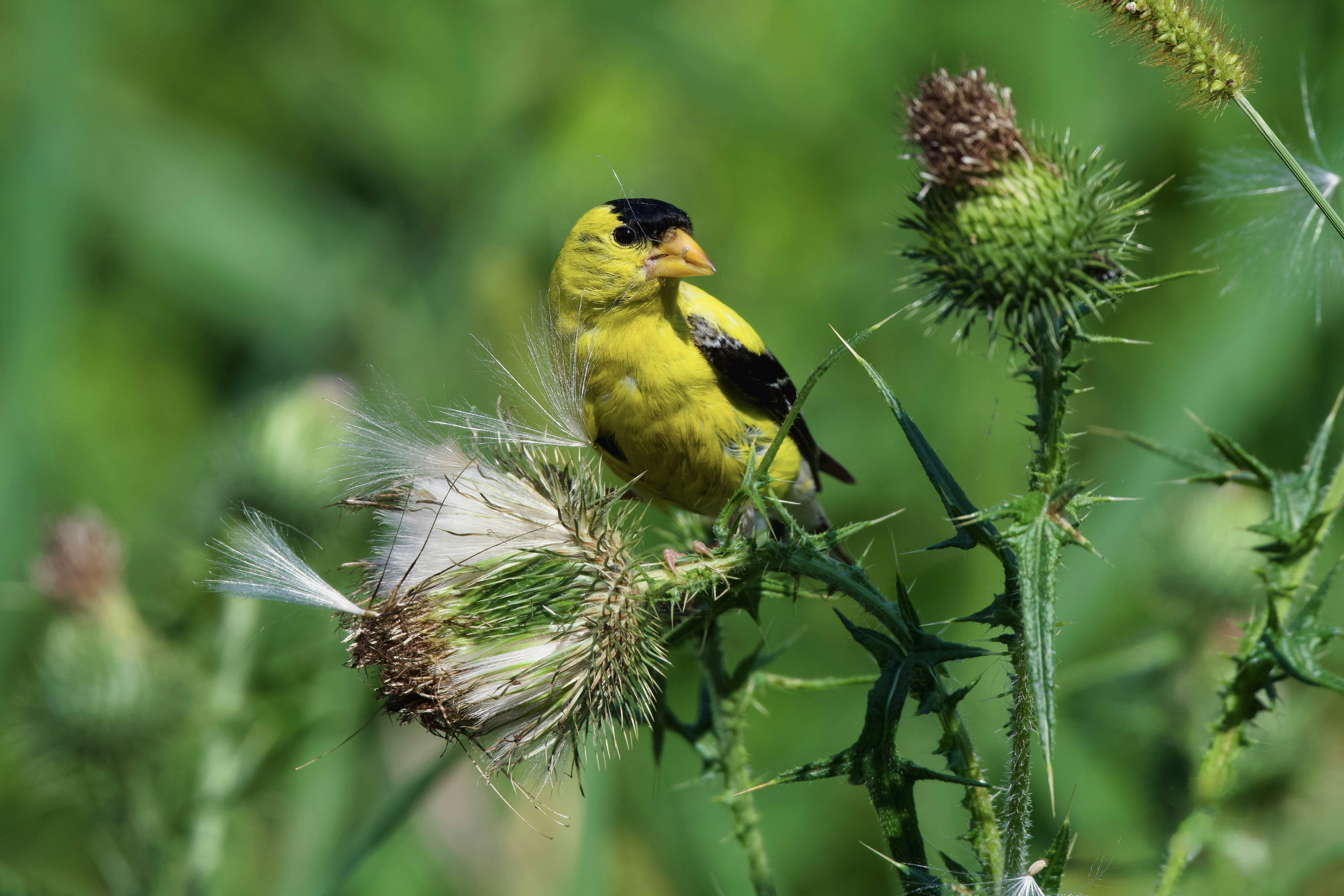 Golden Finch on a Thorny Ledge