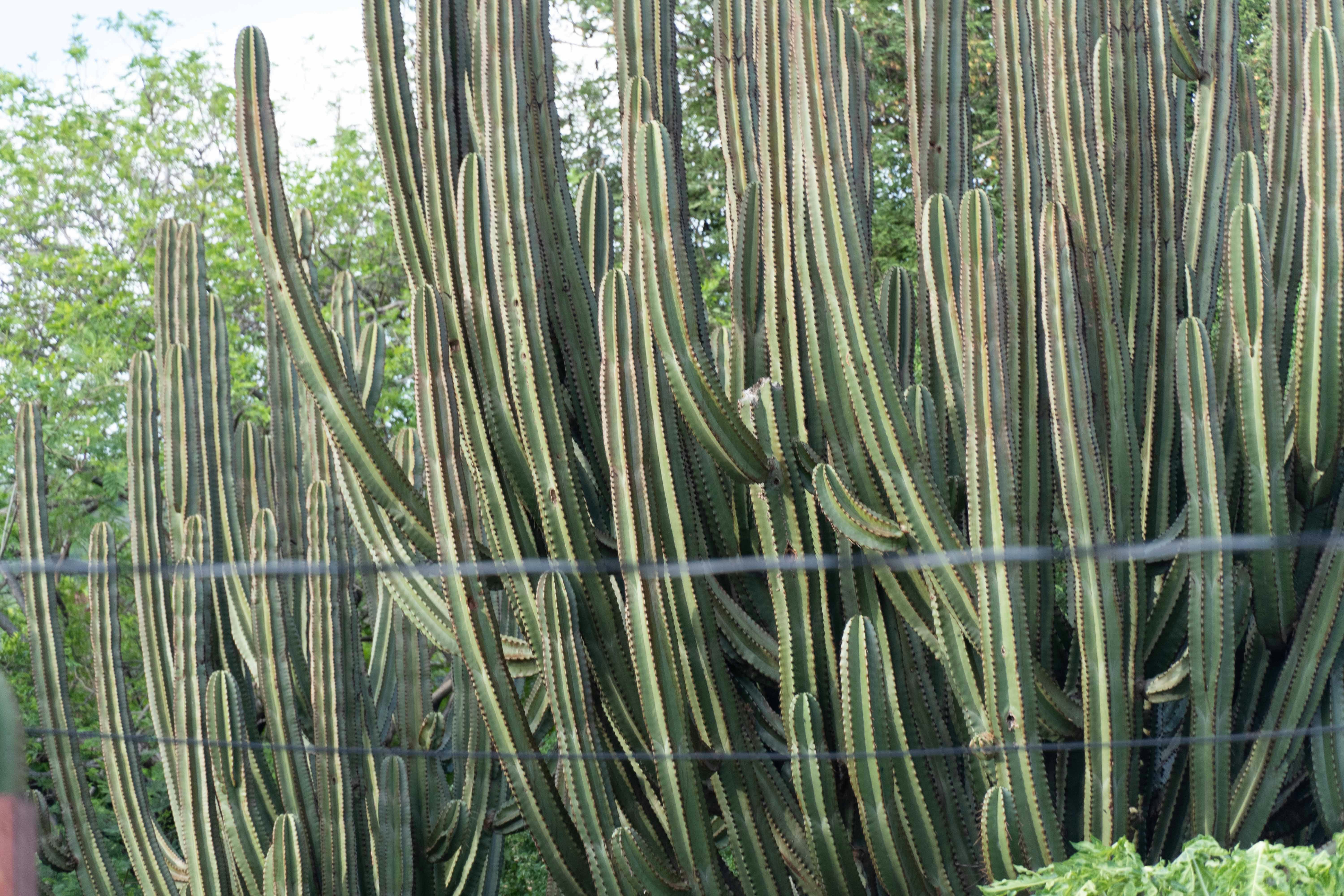 Cascading Cacti: Vertical Arboreal Spine Garden