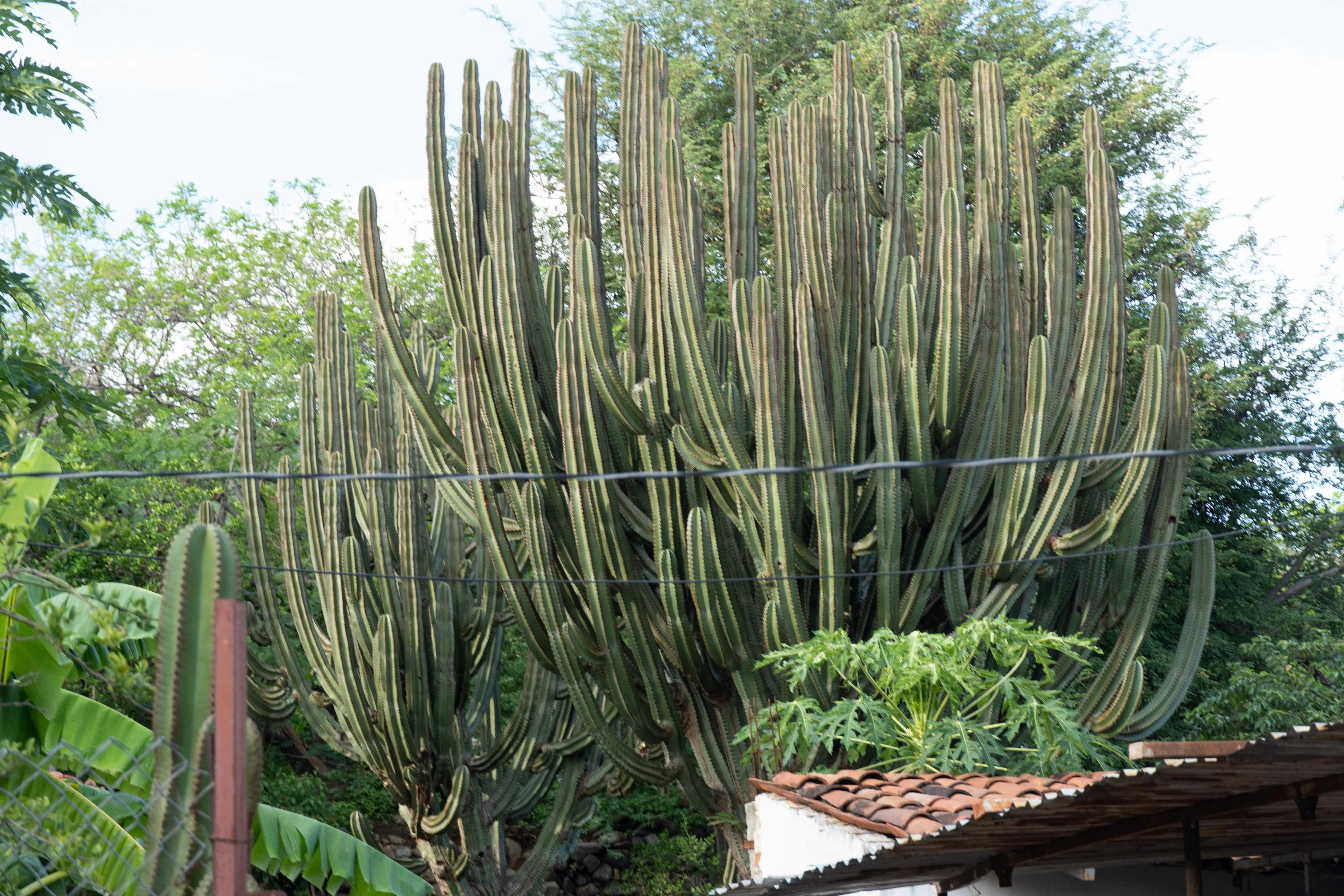 Crown of Cactus Columns Surging Above Garden Rooftop