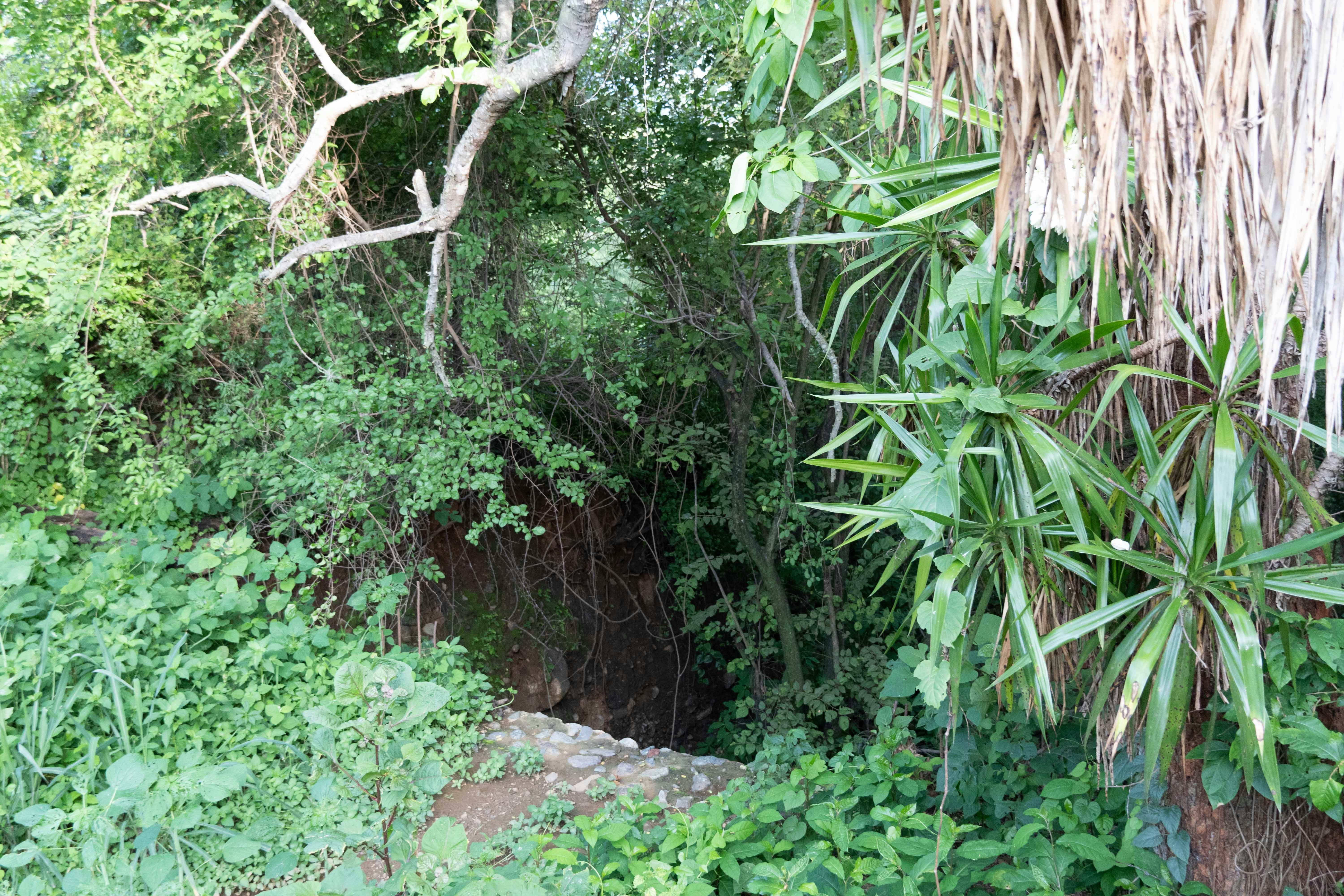 Hidden Entrance: A Green Corridor Breathing in Shade