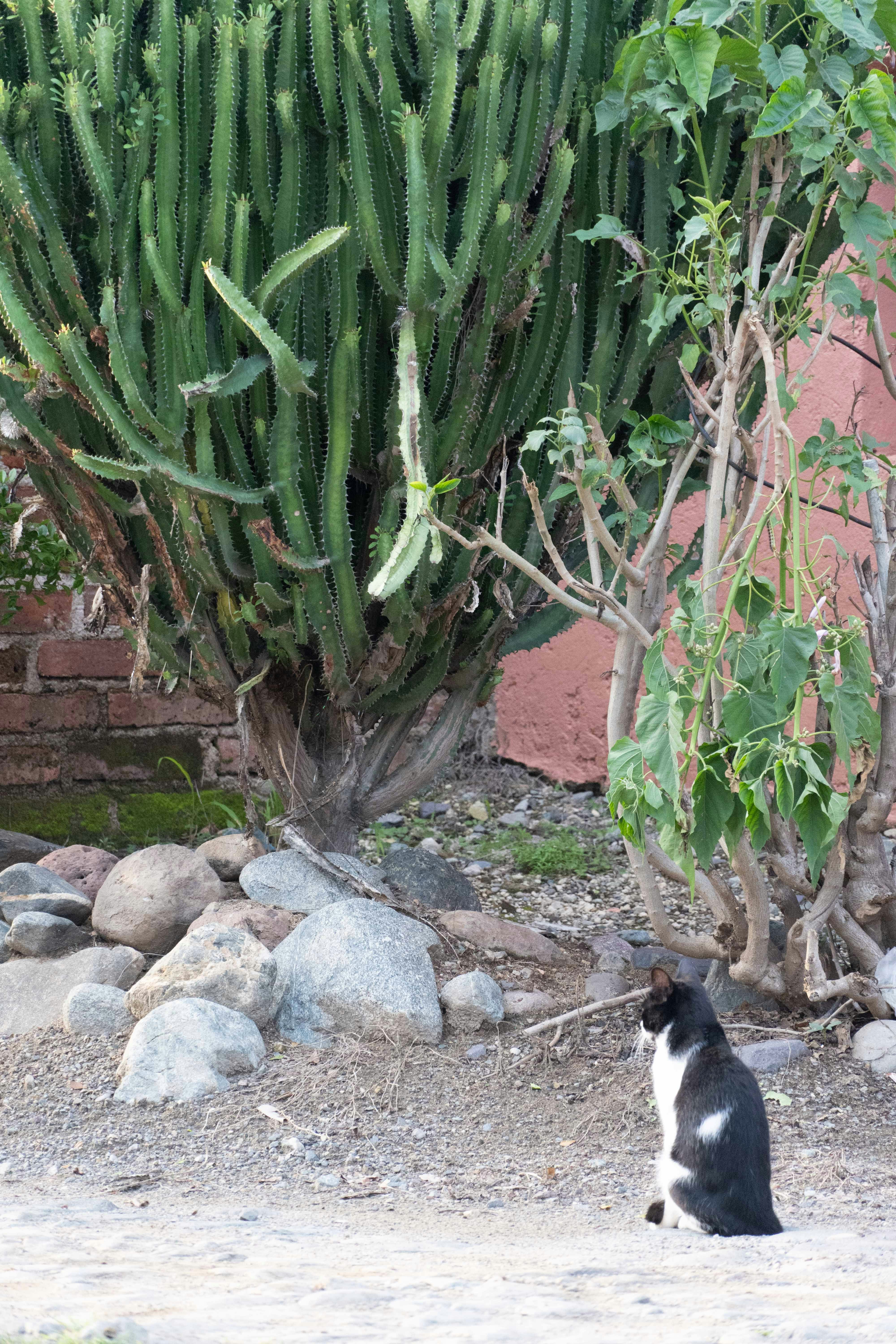 Black-and-White Cat by the Cactus Garden