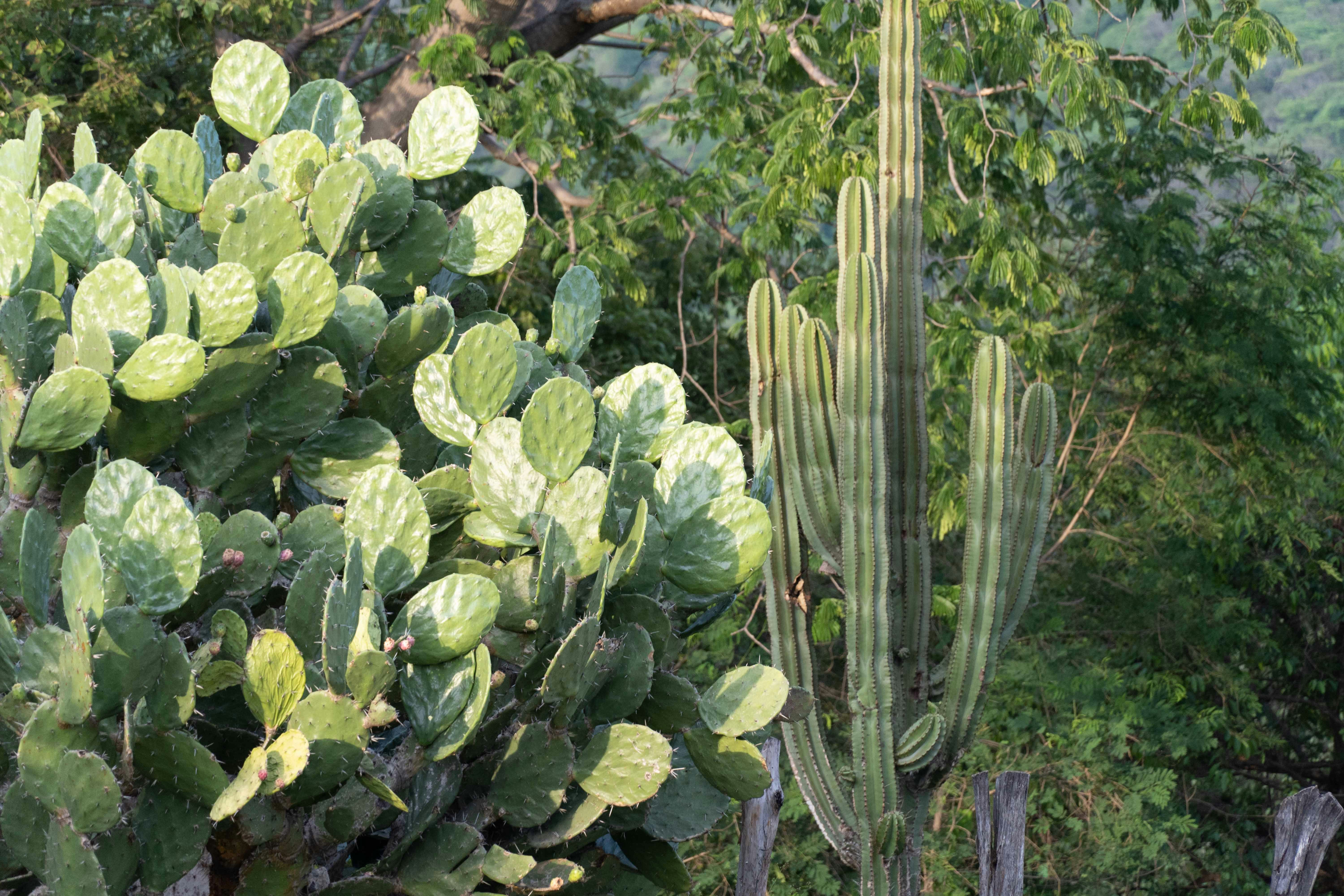 Verdant Cactus Thicket Corner