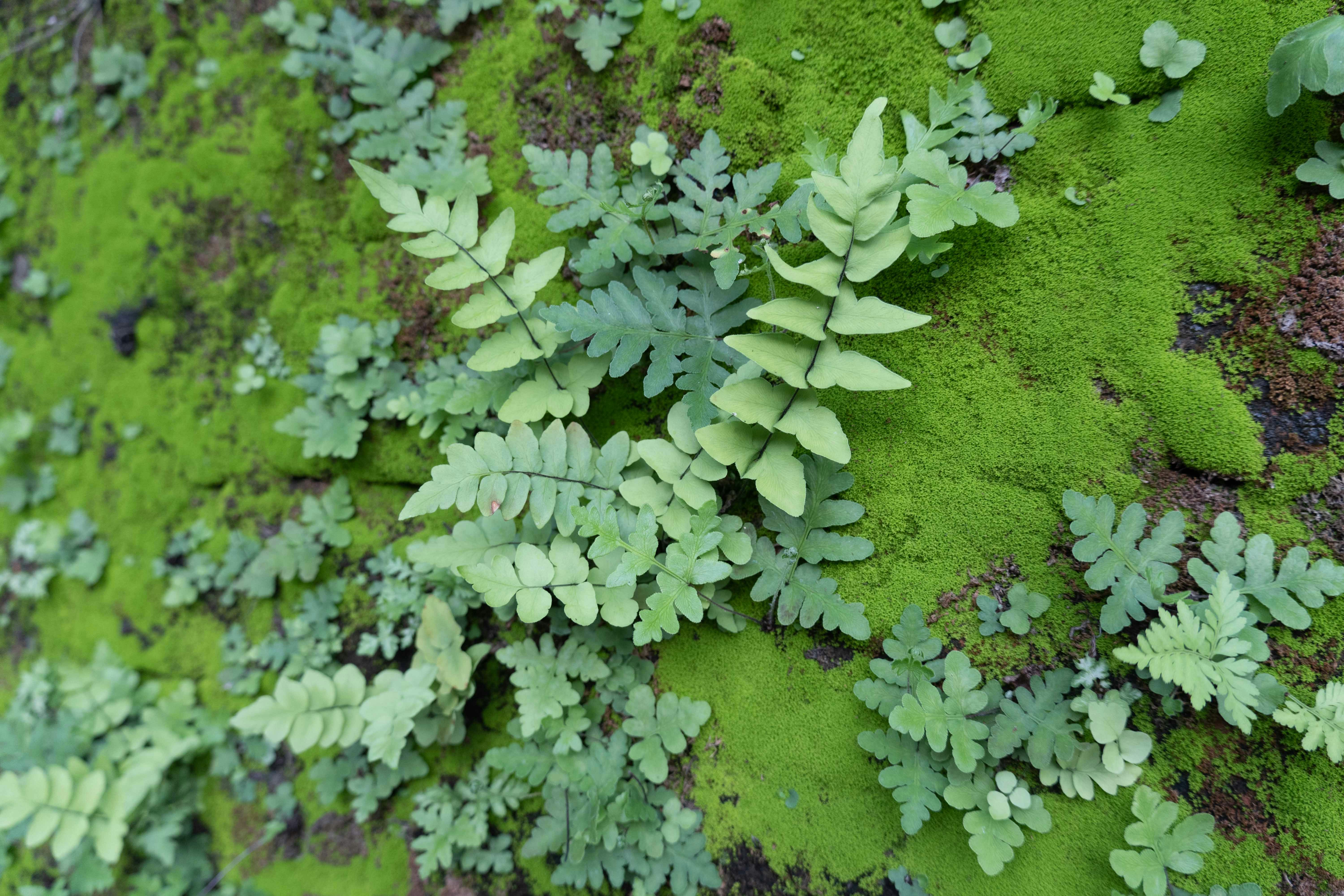 Moss and Fern tapestry: emerald fractals on a forest floor