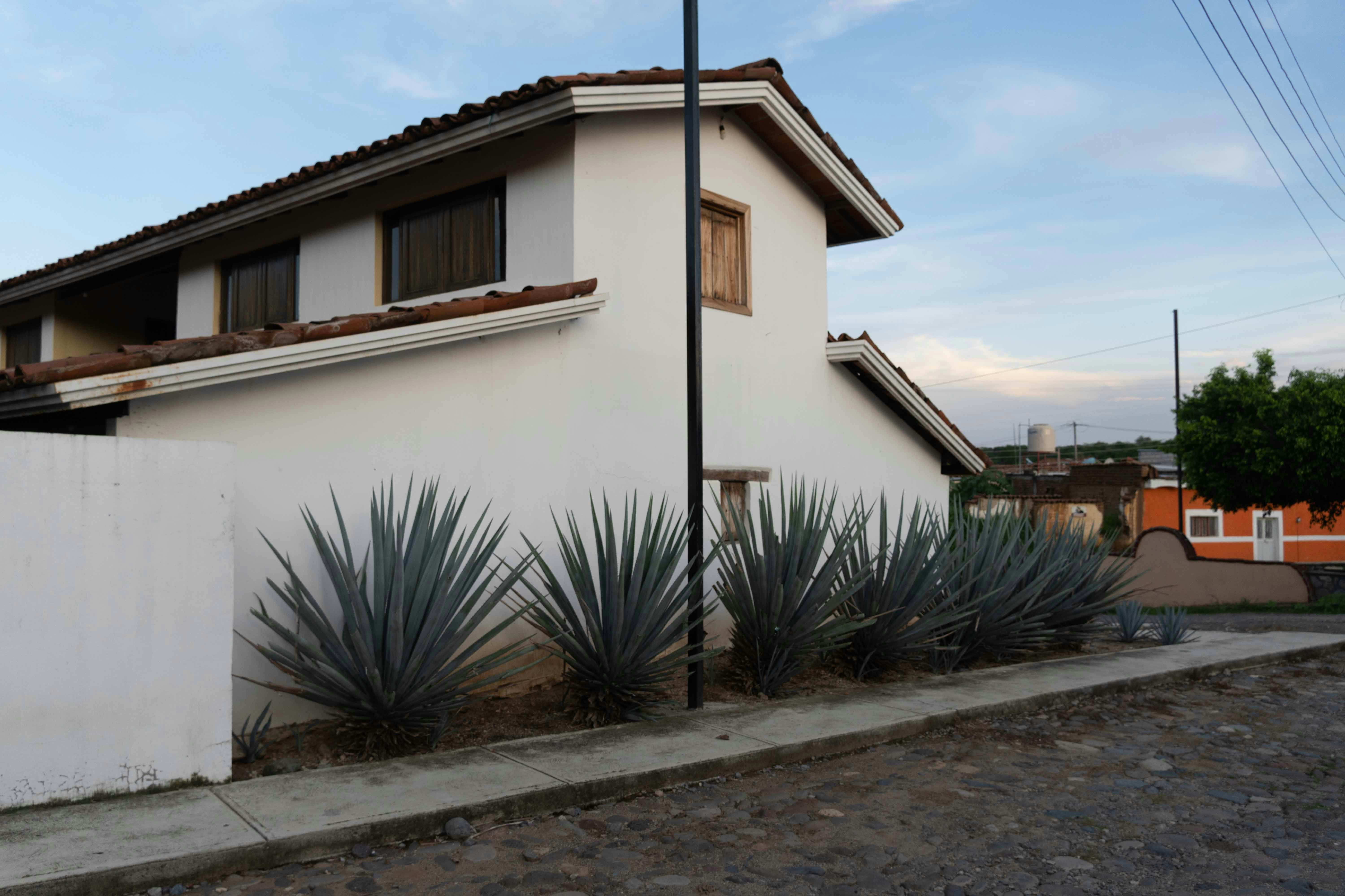 Desert daylight quiet: a low street lined with spiky succulents against a white two-story home