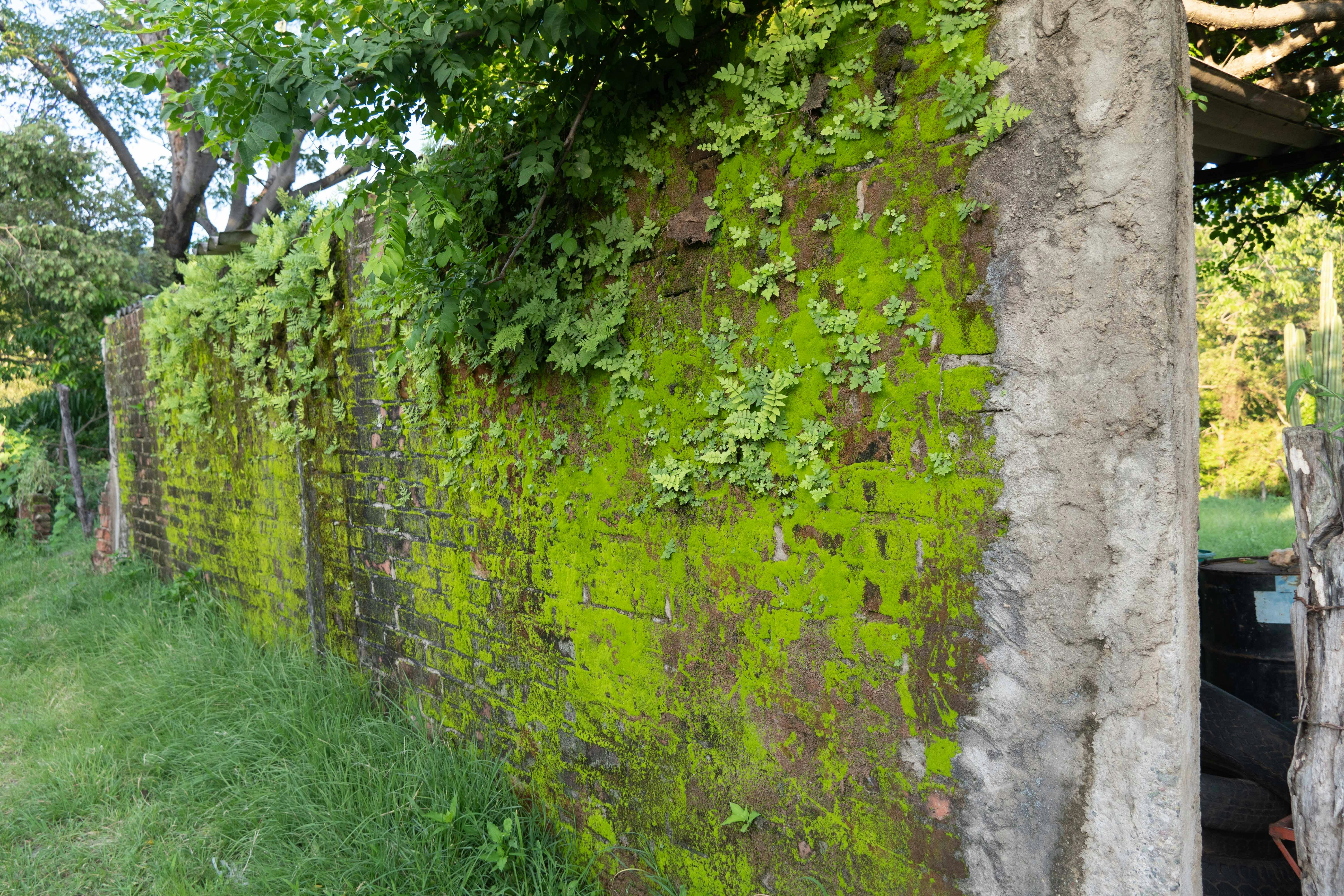 Moss-Covered Brick Wall Tracing a Quiet Boundary