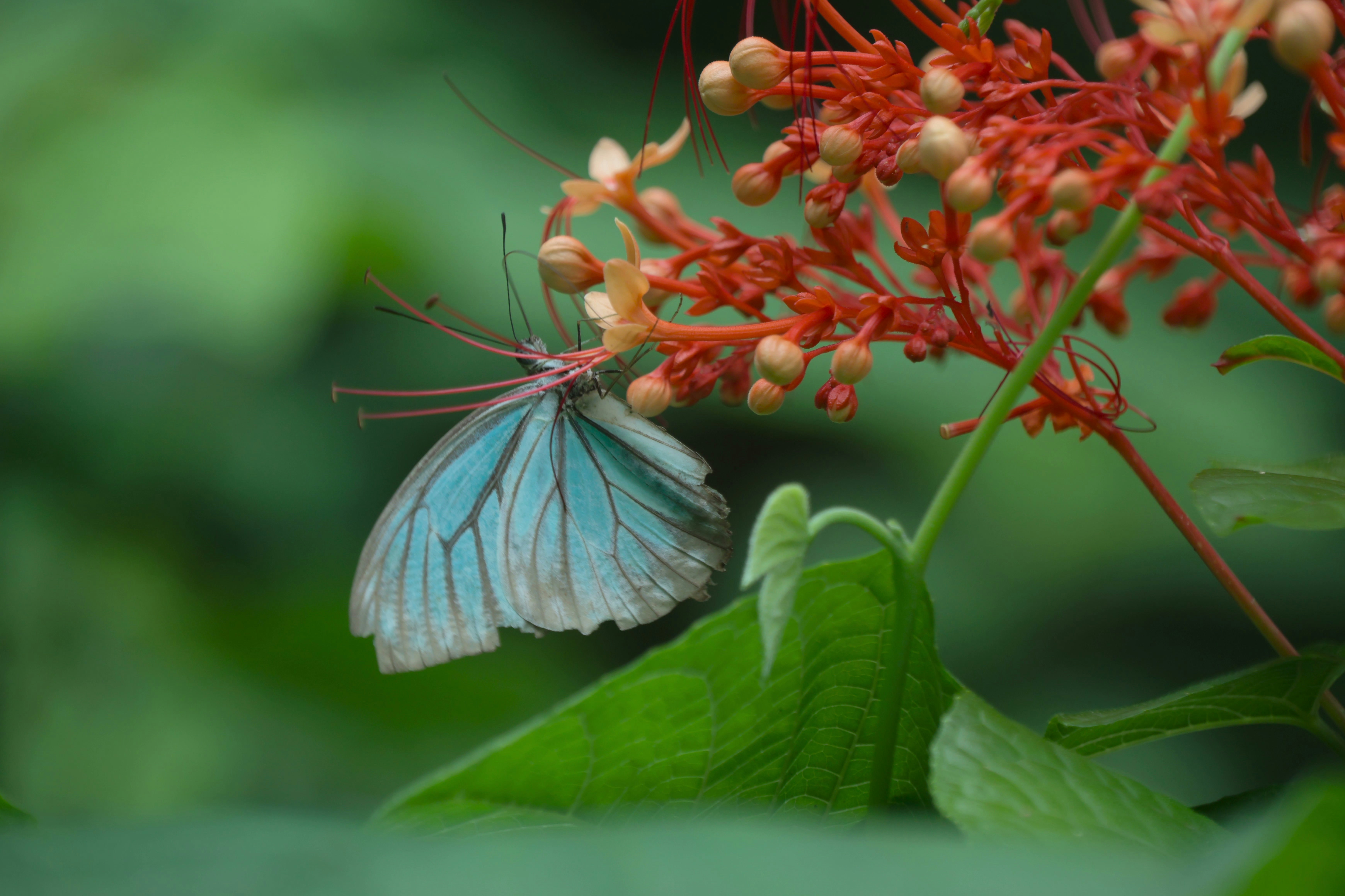 Azure Wings at Red Coral Bloom