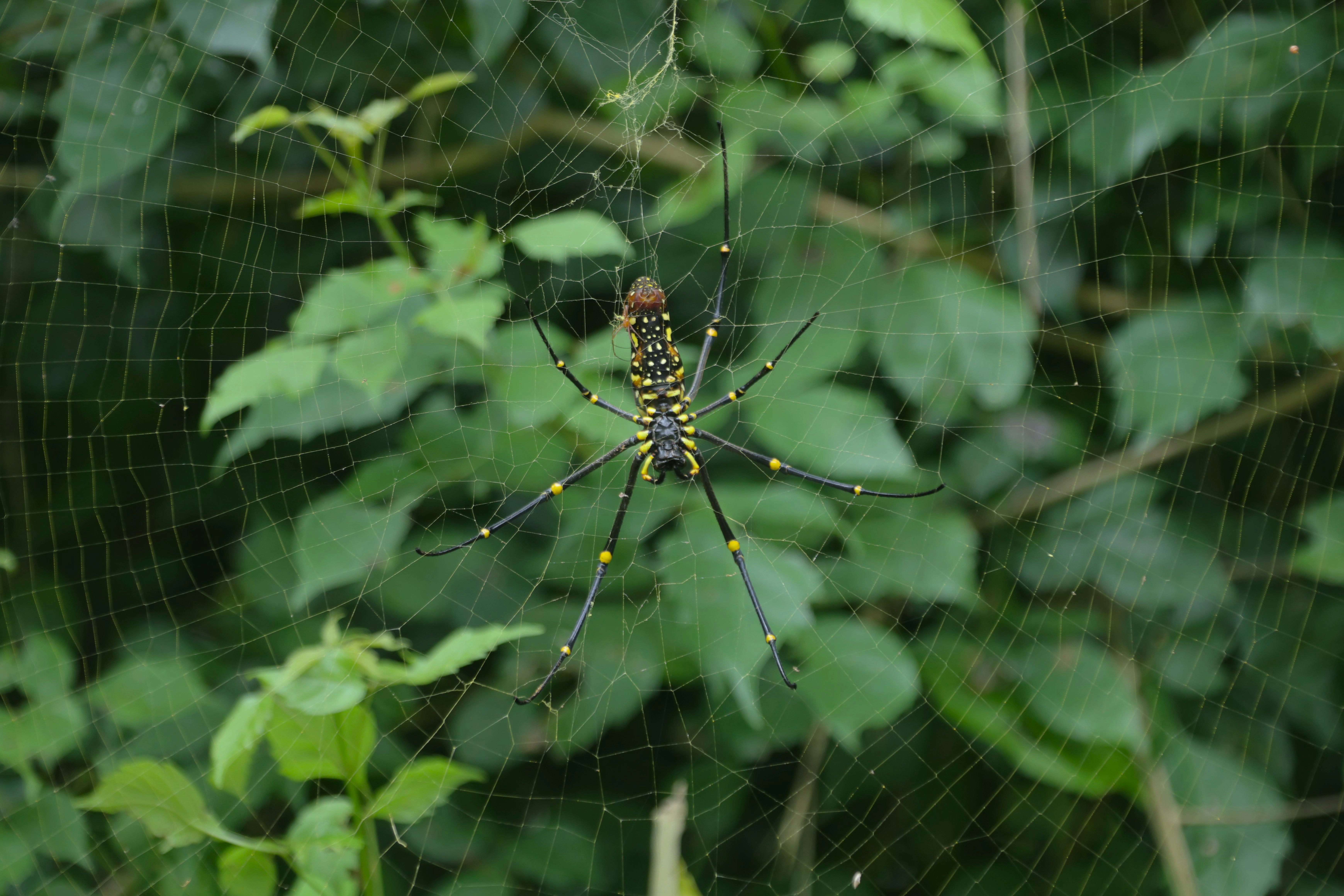 Orb-weaver in the Web: Central Spotlight in a Green Kitchen