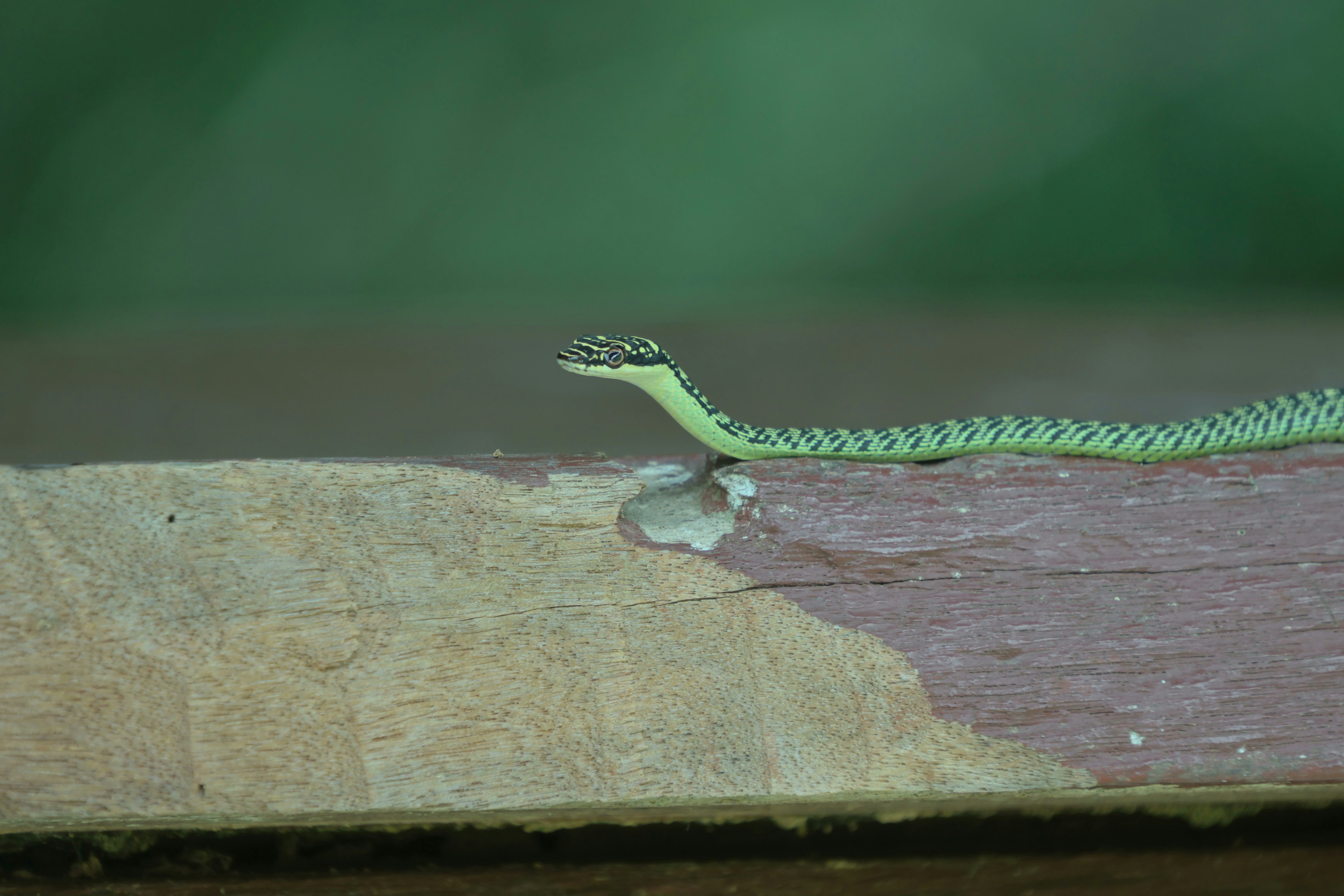 Emerald Stripes on a Log: A Lizard's Quiet Advance