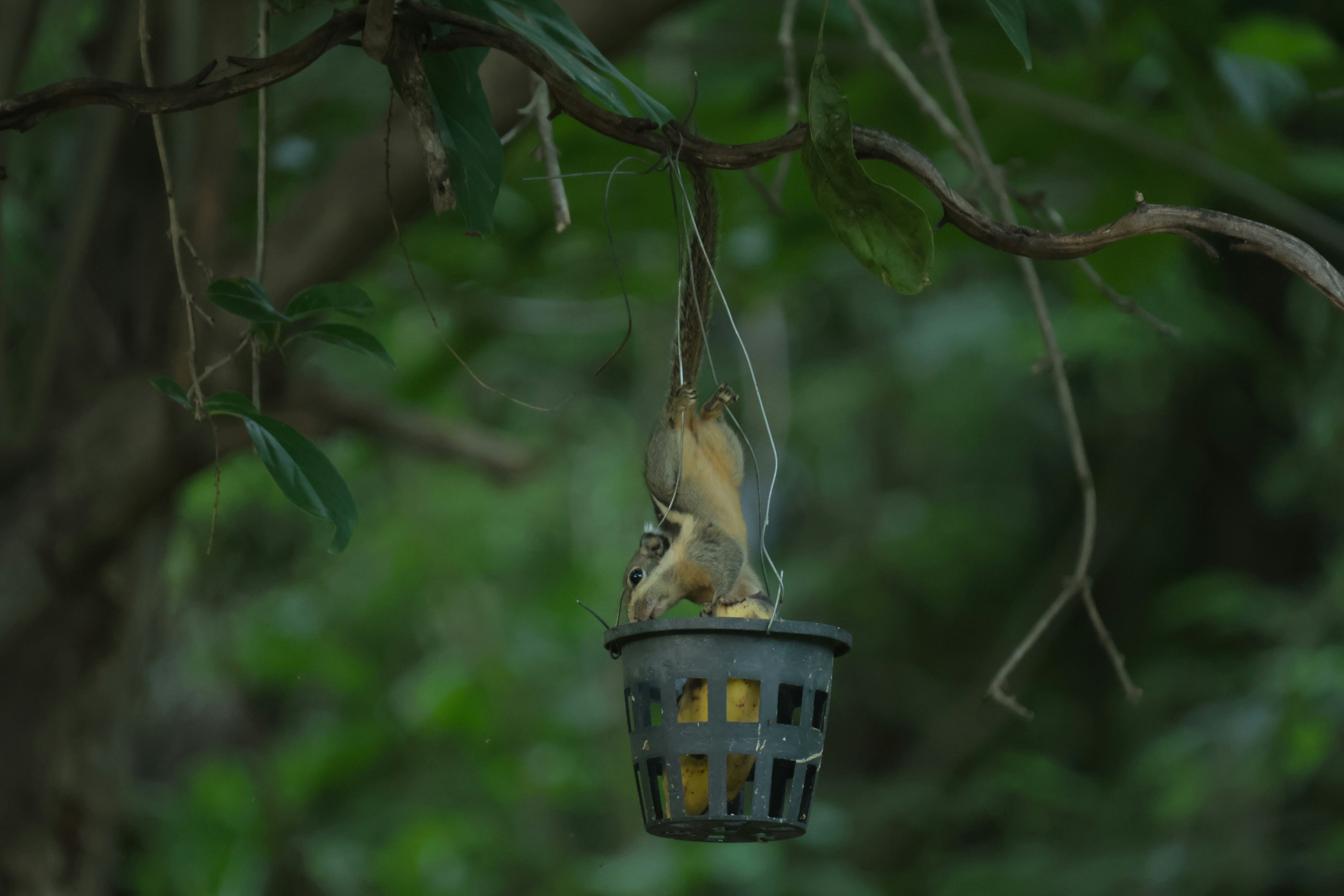 Birdseed at Dusk: A Squirrel Guides a Hanging Snack Basket